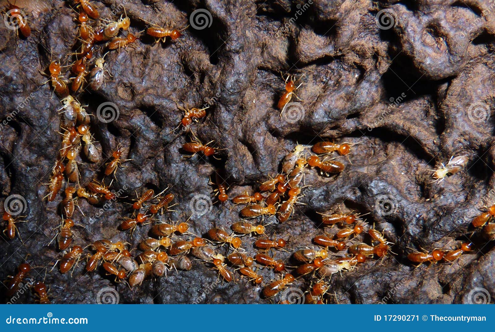 Termiti immagine stock. Immagine di grappolo, pismire - 17290271