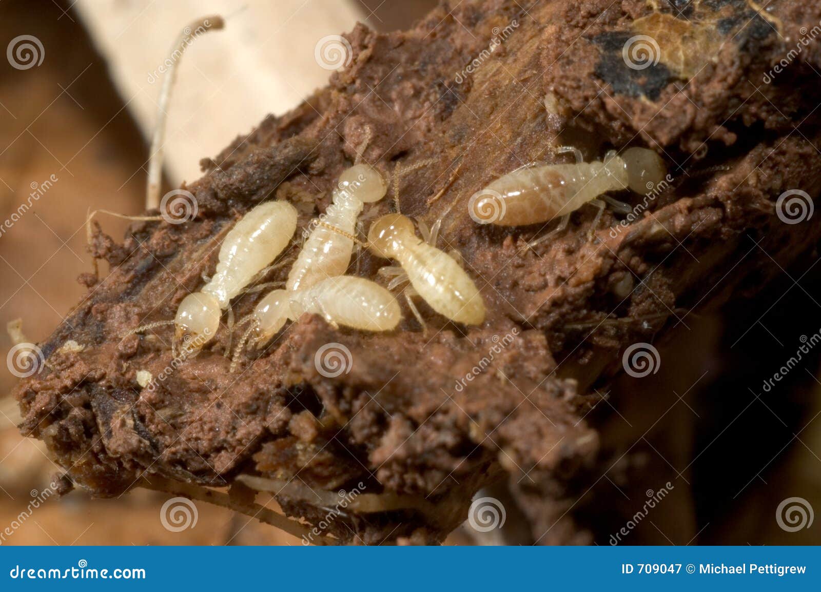 Termiti immagine stock. Immagine di legname, nocivo, fastidio - 709047