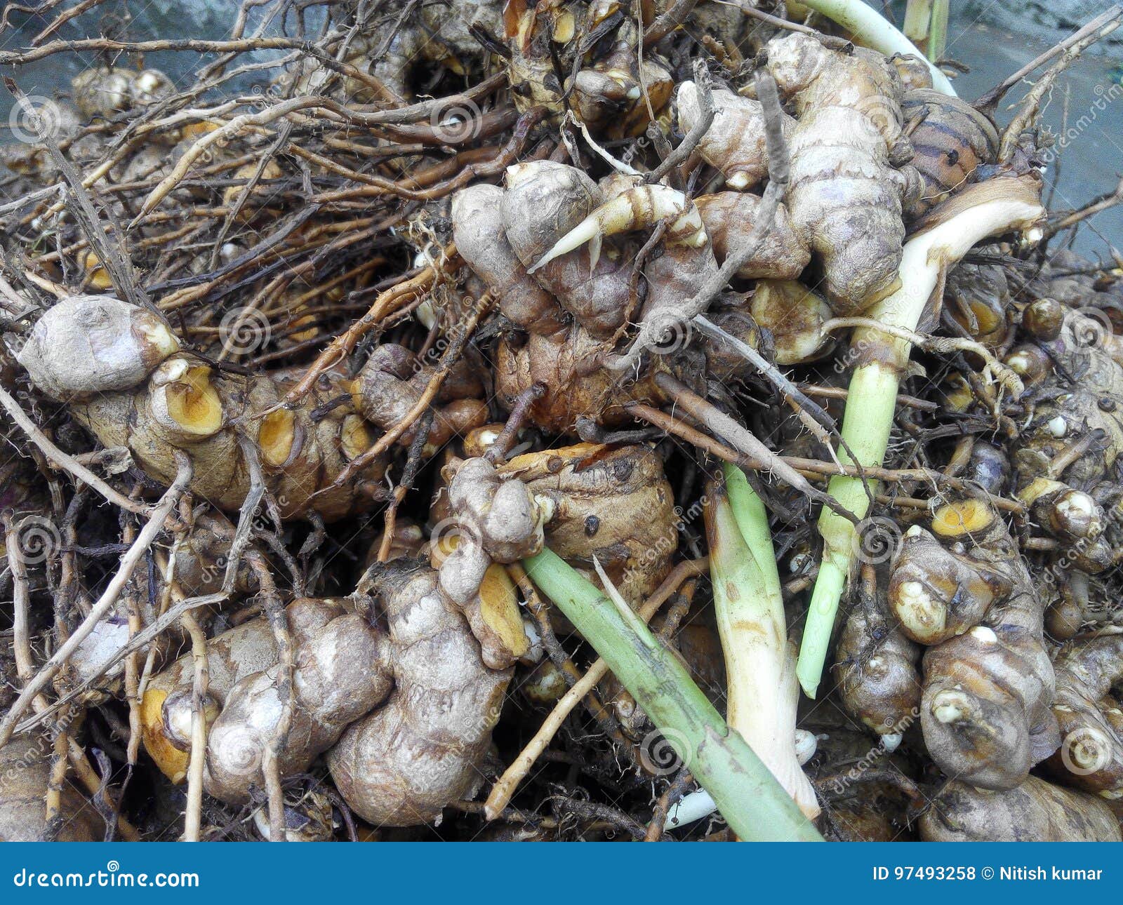 Turmuric Root Stock Photos - Free & Royalty-Free Stock Photos from ...