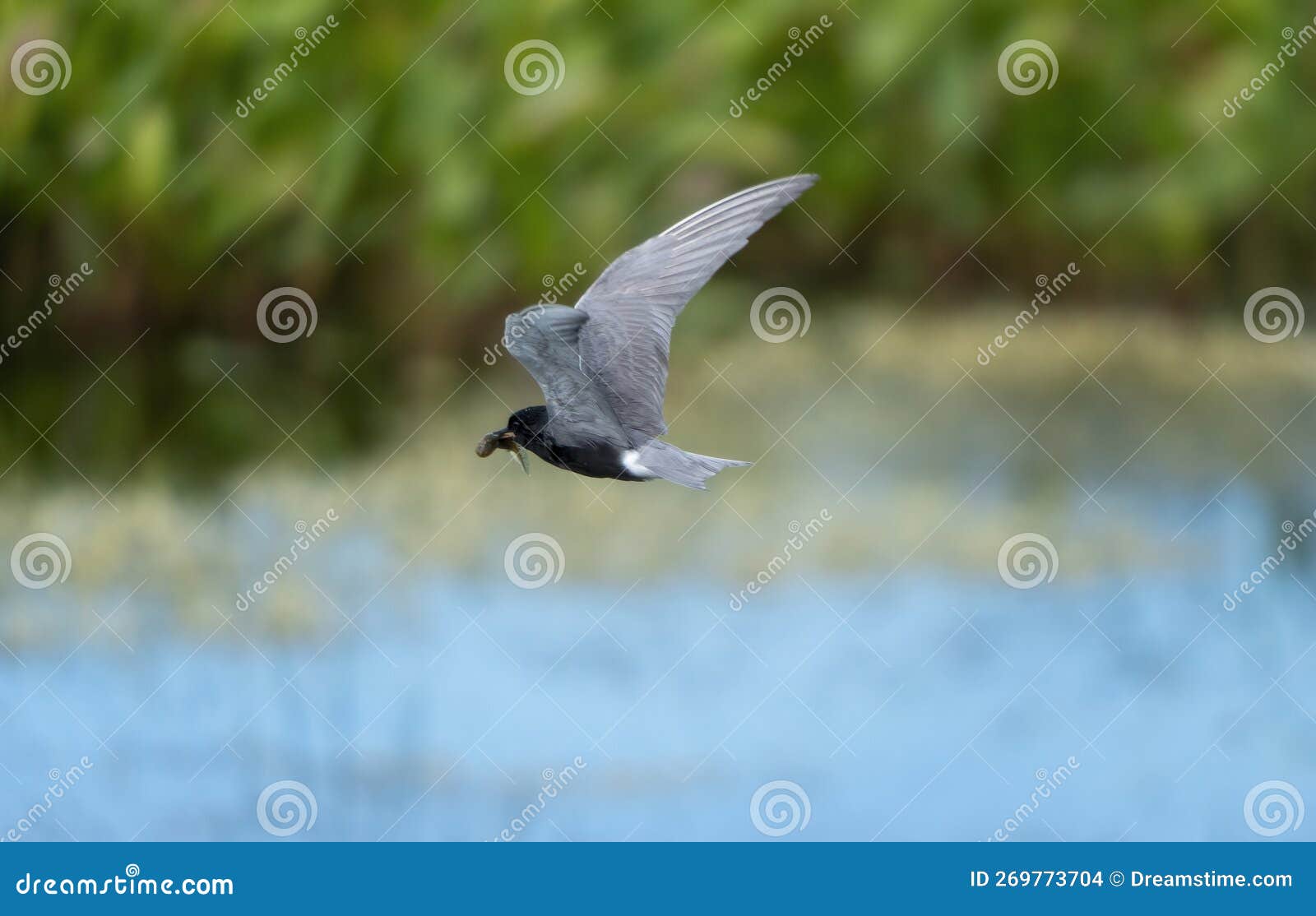 Tern Bird with fish stock photo. Image of animal, feather - 269773704
