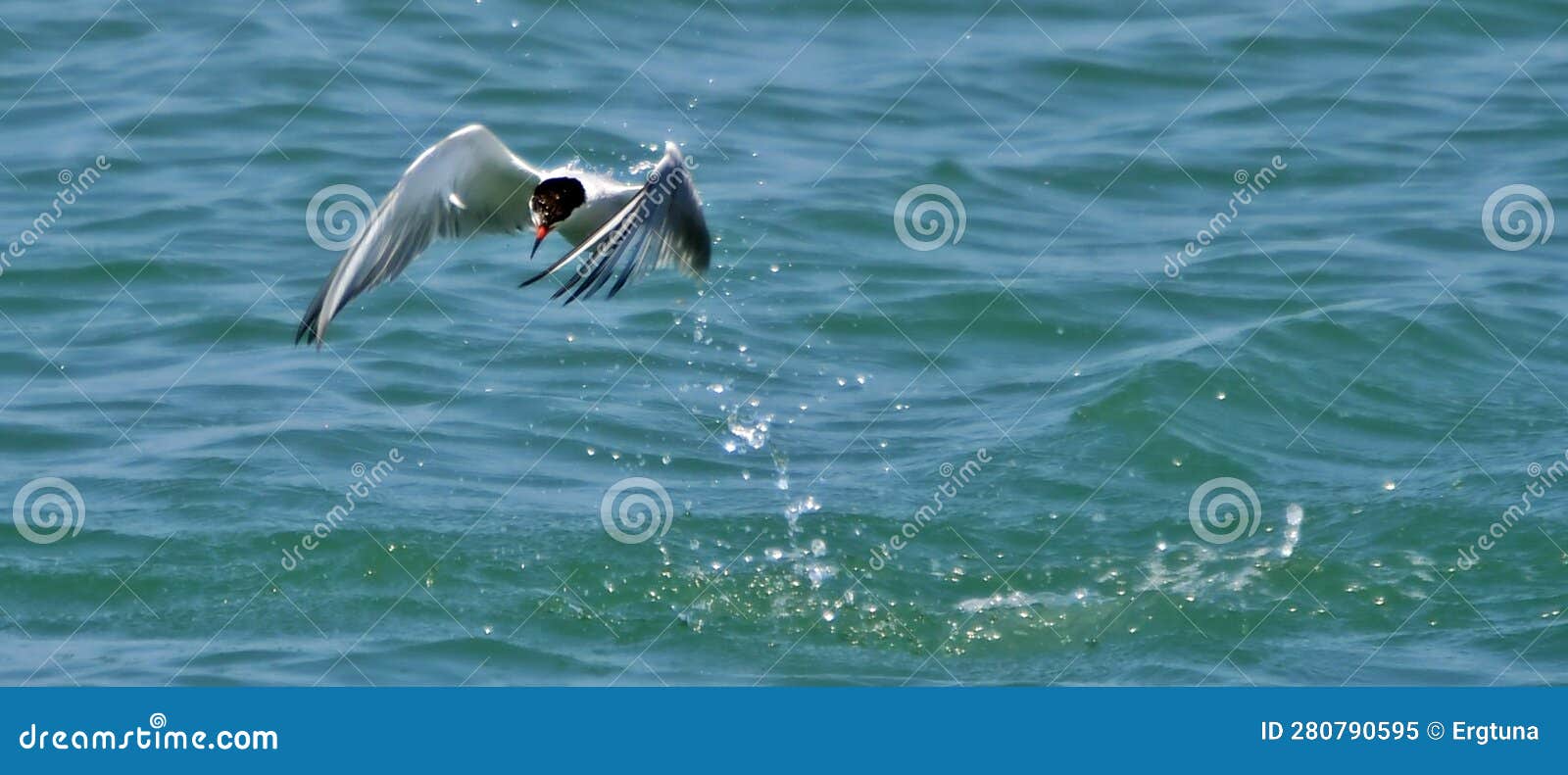 A Tern Comes Out of the Water after the Dive, Common Tern, Sterna ...
