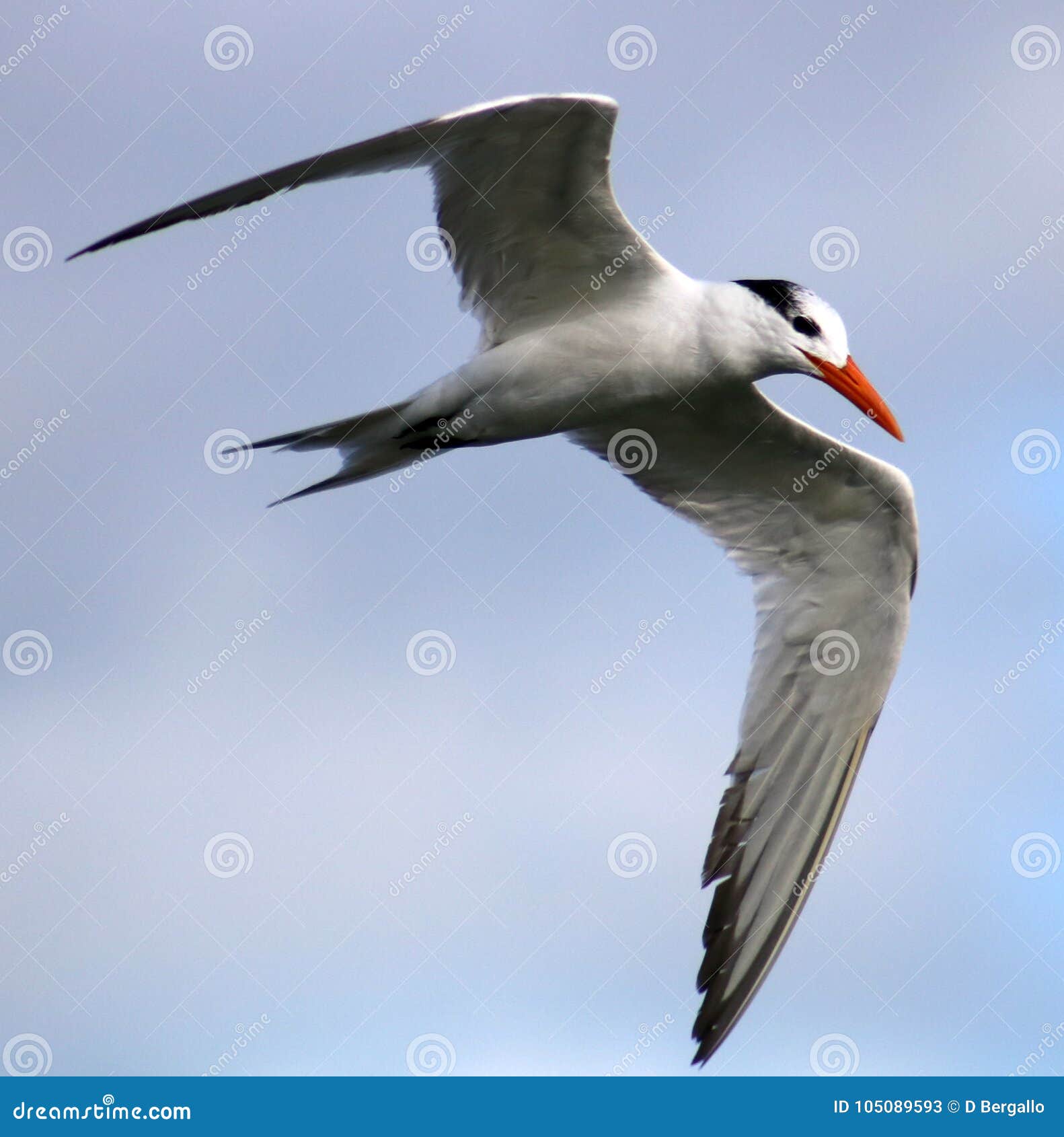 Tern Fishing Diving in Ocean Stock Image - Image of colors, agile ...