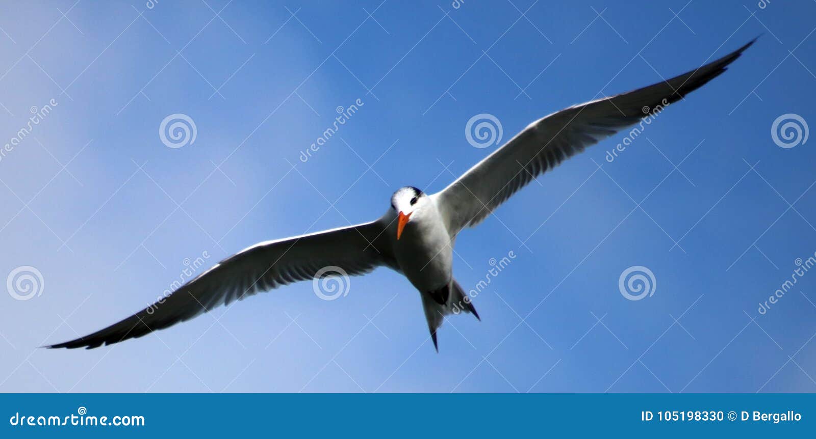 Tern Fishing Diving in Ocean Stock Photo - Image of colours, caspia ...