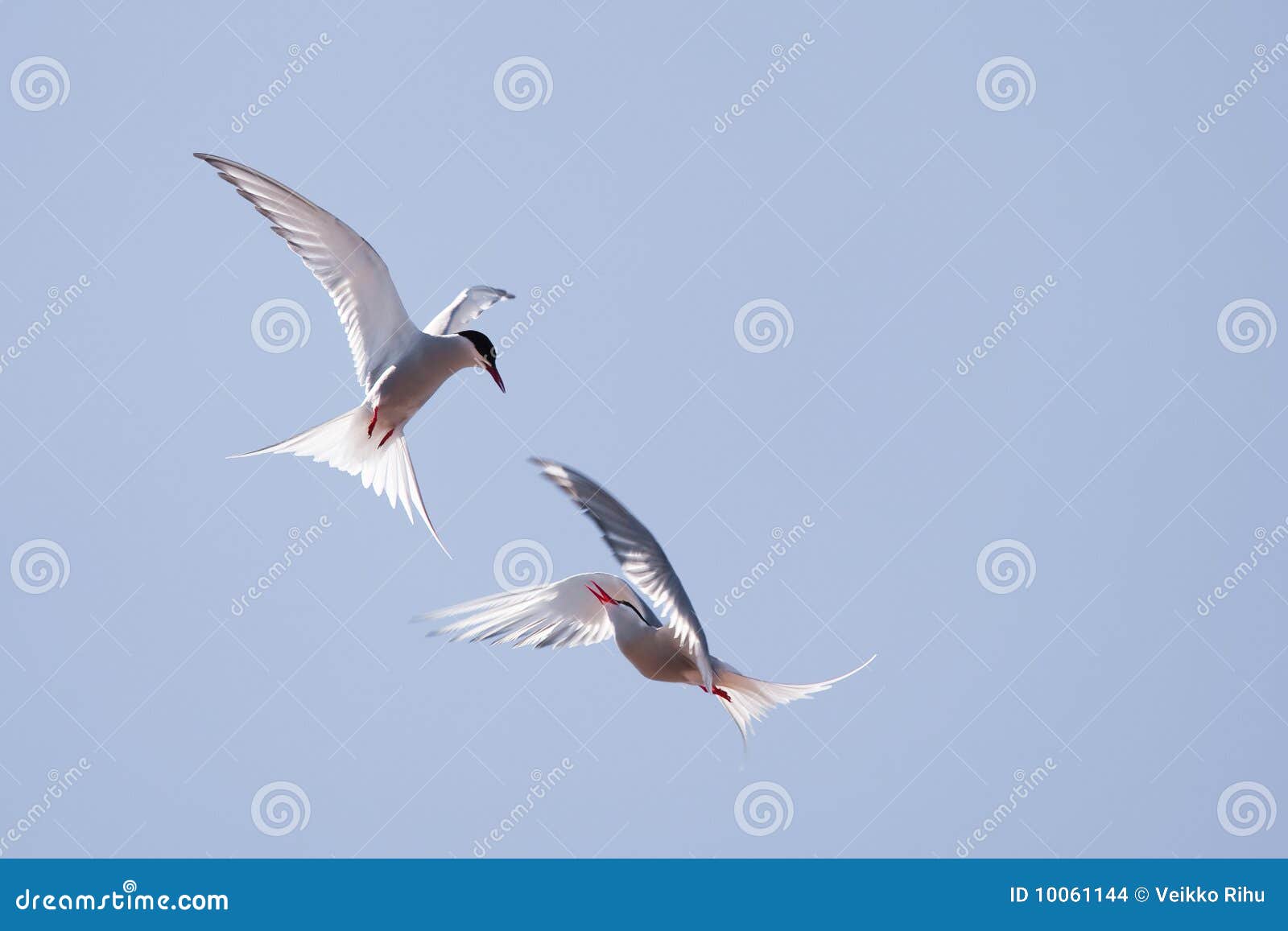 Tern in flight stock photo. Image of animal, interaction - 10061144 Tern in flight stock photo. Image of animal, interaction - 10061144