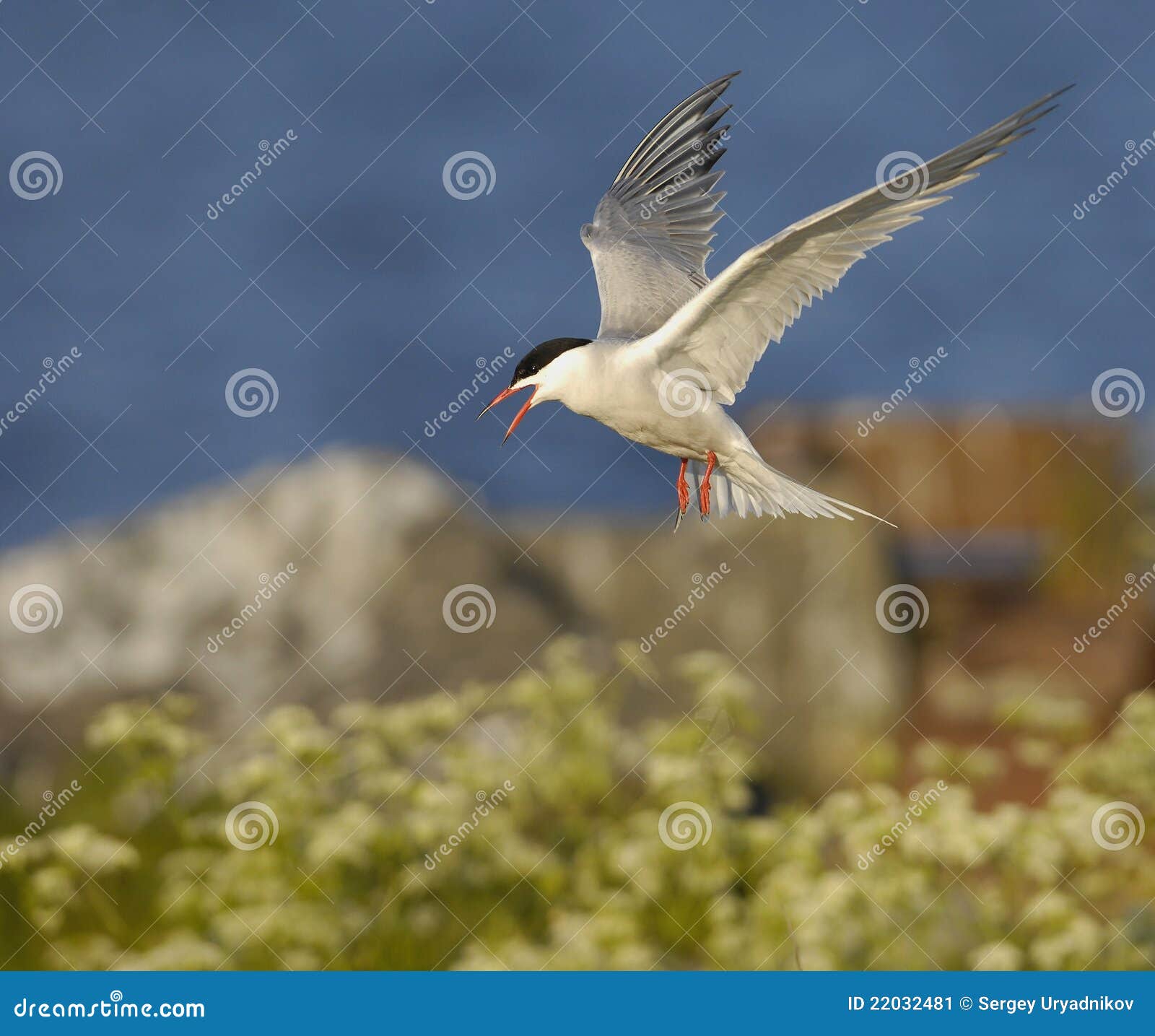 Tern in flight. stock image. Image of feathery, brave - 22032481 Tern in flight. stock image. Image of feathery, brave - 22032481