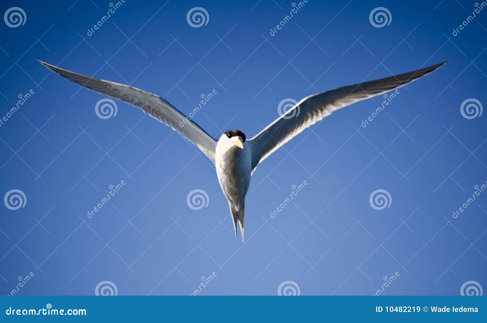 Tern in Flight, Sea Bird Flying through Blue Sky Stock Image - Image of ...