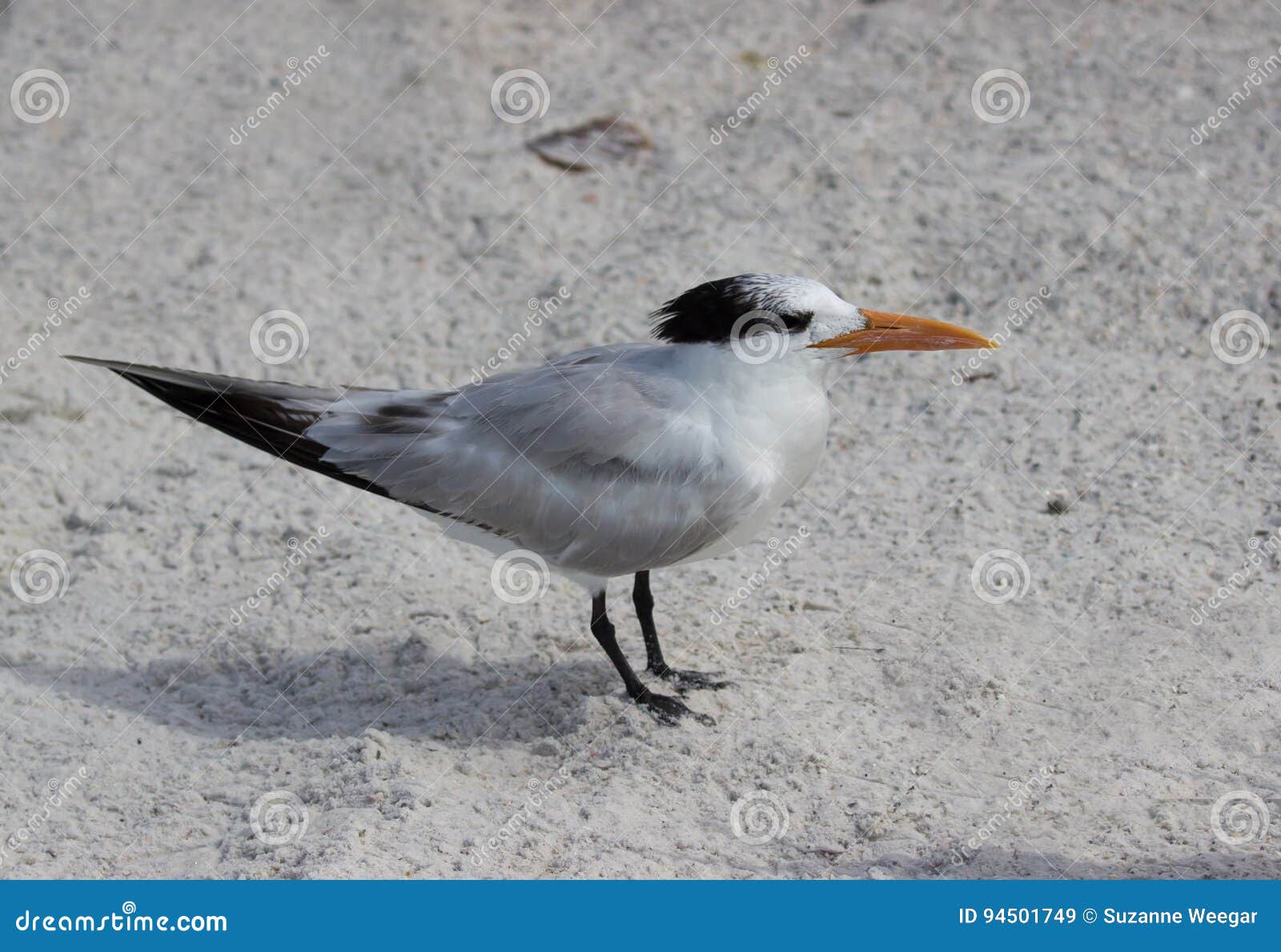 A Tern in Florida stock image. Image of beach, florida - 94501749