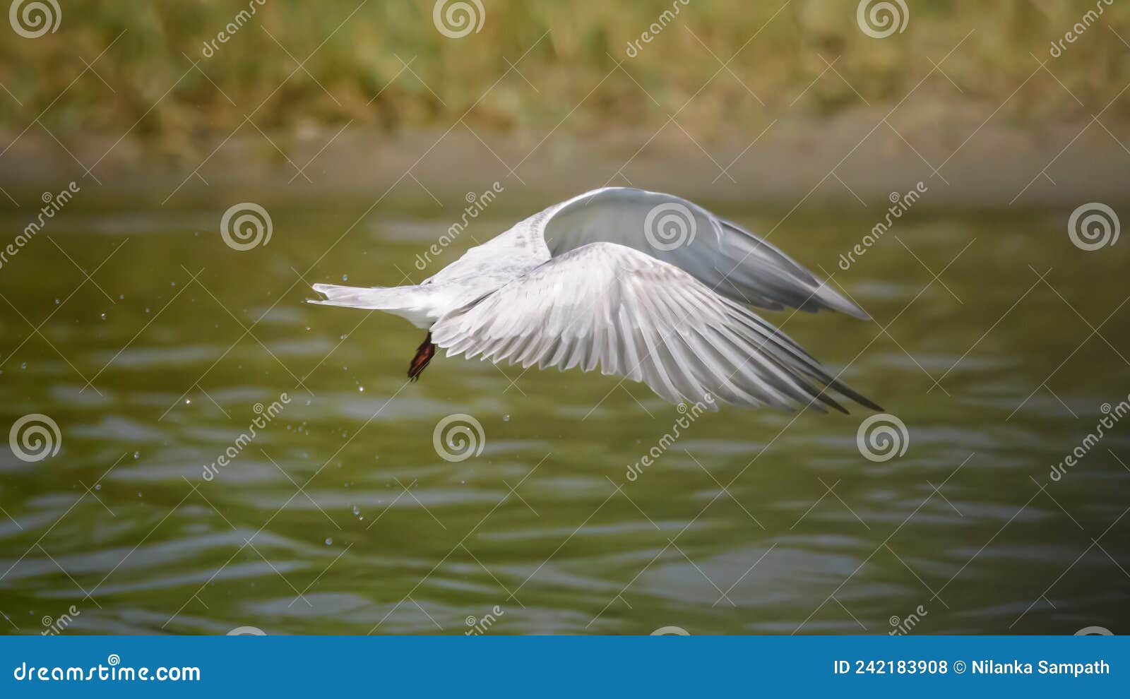 Tern Hovering Above the Freshwater Surface Hunting for Fish in the Lake ...