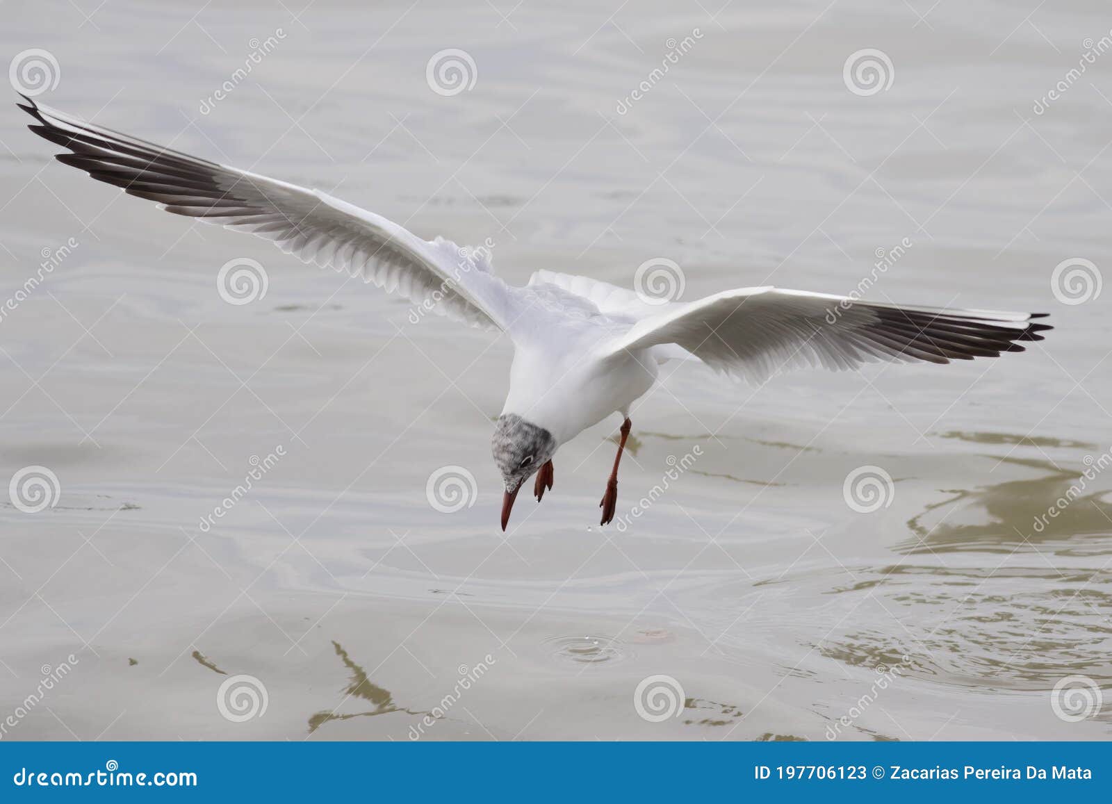 Tern hovering over water stock image. Image of hover - 197706123