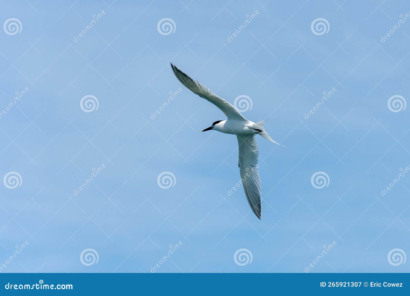 Tern Over the Atlantic Ocean Stock Image - Image of seabird, wing ...