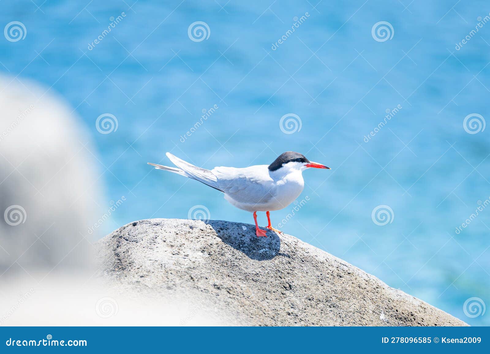 Tern sitting on a rock stock image. Image of bearing - 278096585