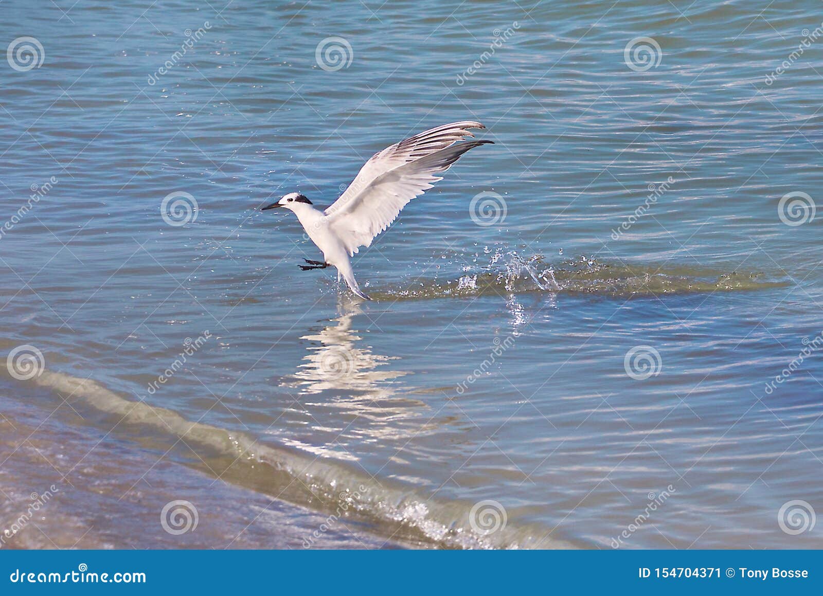 Tern Splashing in the Water after Diving Stock Image - Image of water ...