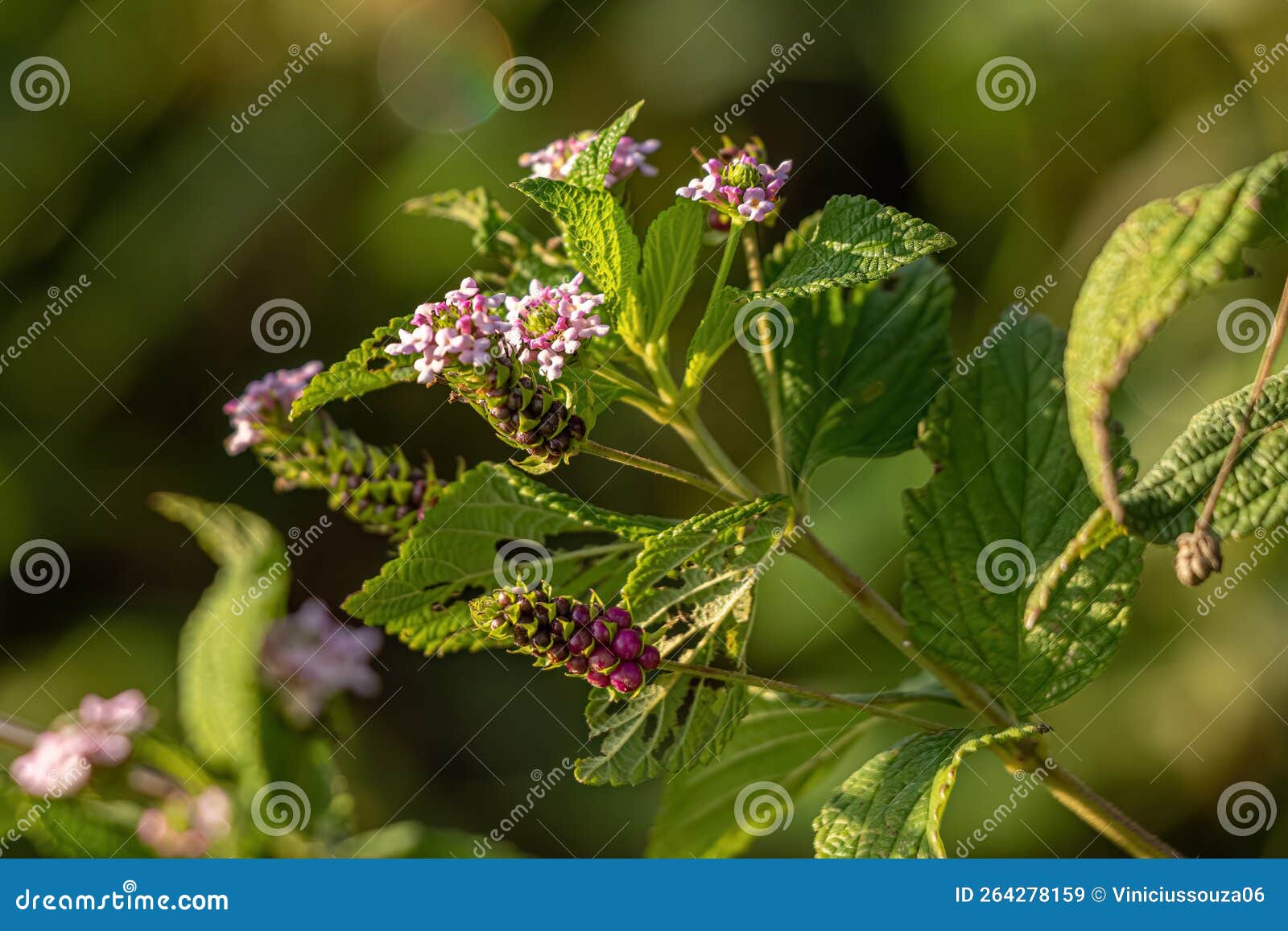Lantana Plant, Known As Lantana Camara L. It Belongs To The Verbenaceae ...