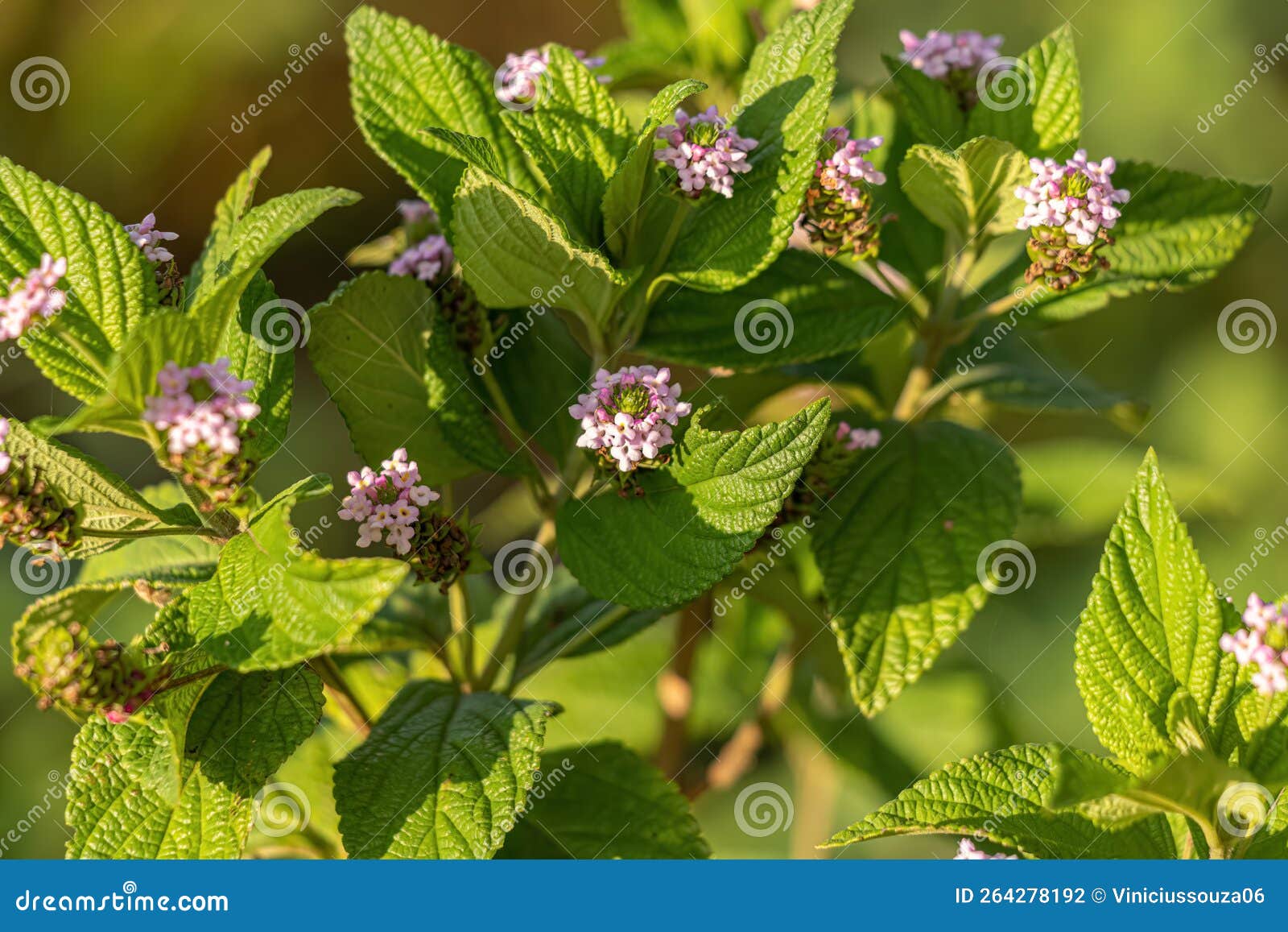 Lantana Plant, Known As Lantana Camara L. It Belongs To The Verbenaceae ...