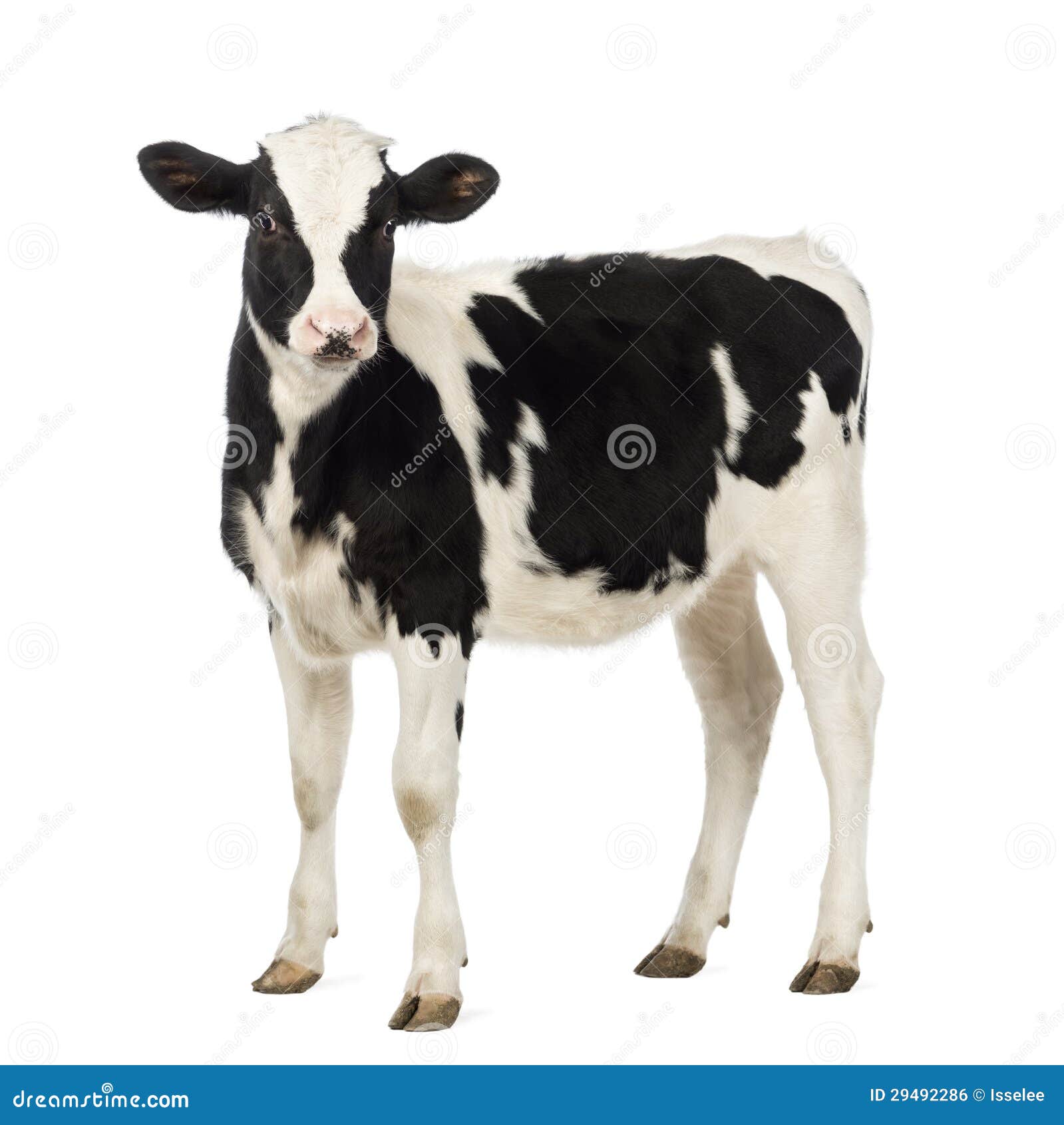 Ternera, 8 Meses, Mirando La Cámara Foto de archivo - Imagen de becerro ...