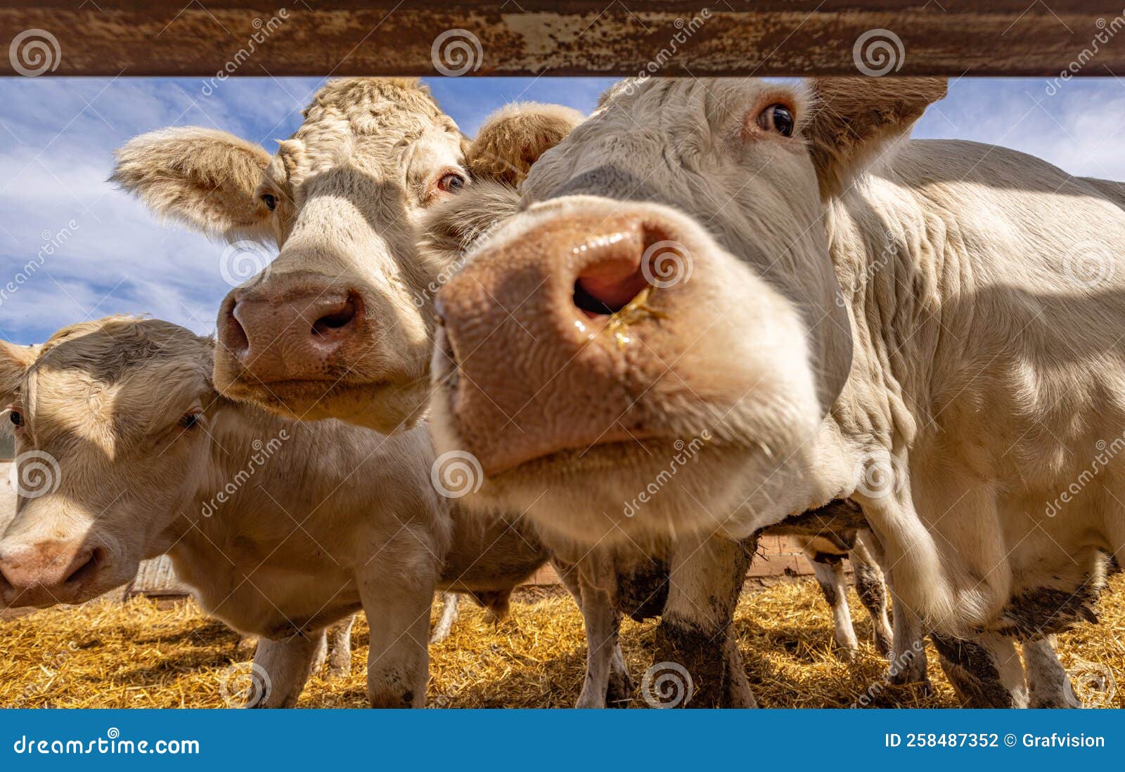 Terneros charolais foto de archivo. Imagen de cierre - 258487352