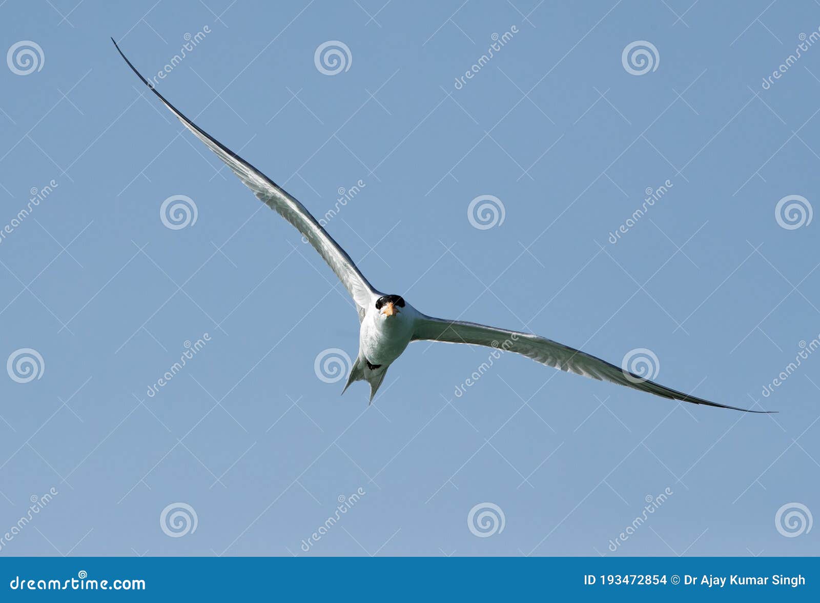 Terns are Seabirds in the Family Sternidae Stock Photo - Image of ...