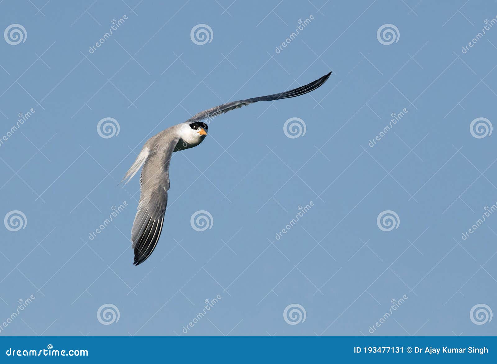 Terns are Seabirds in the Family Sternidae Stock Image - Image of ...