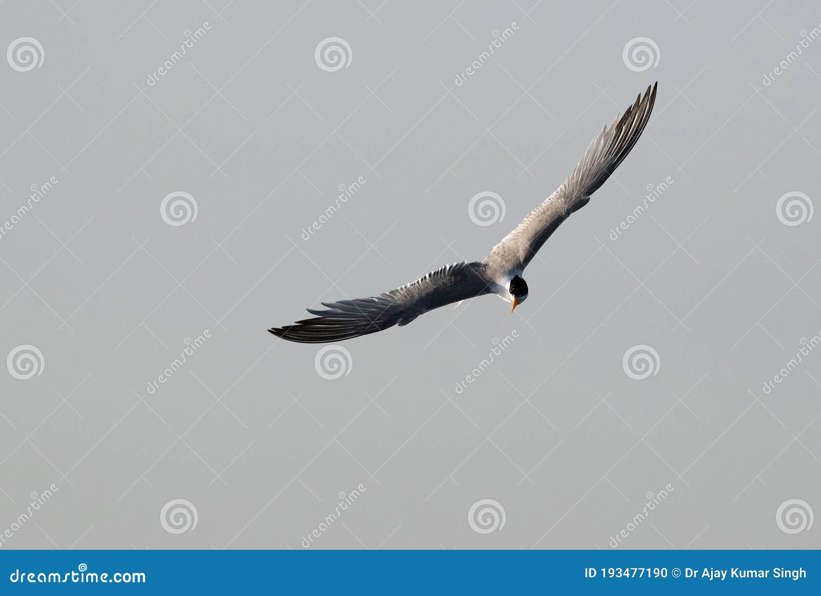 Terns are Seabirds in the Family Sternidae Stock Photo - Image of ...