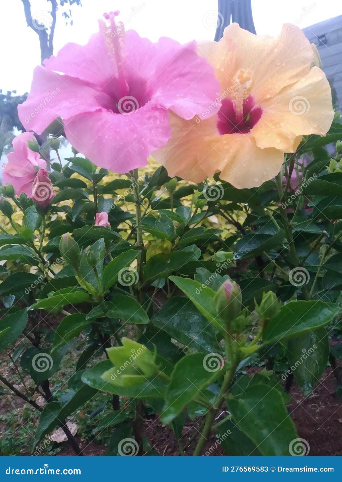 Yellow and Pink Terompet Flower in the Castello Subang Stock Image ...