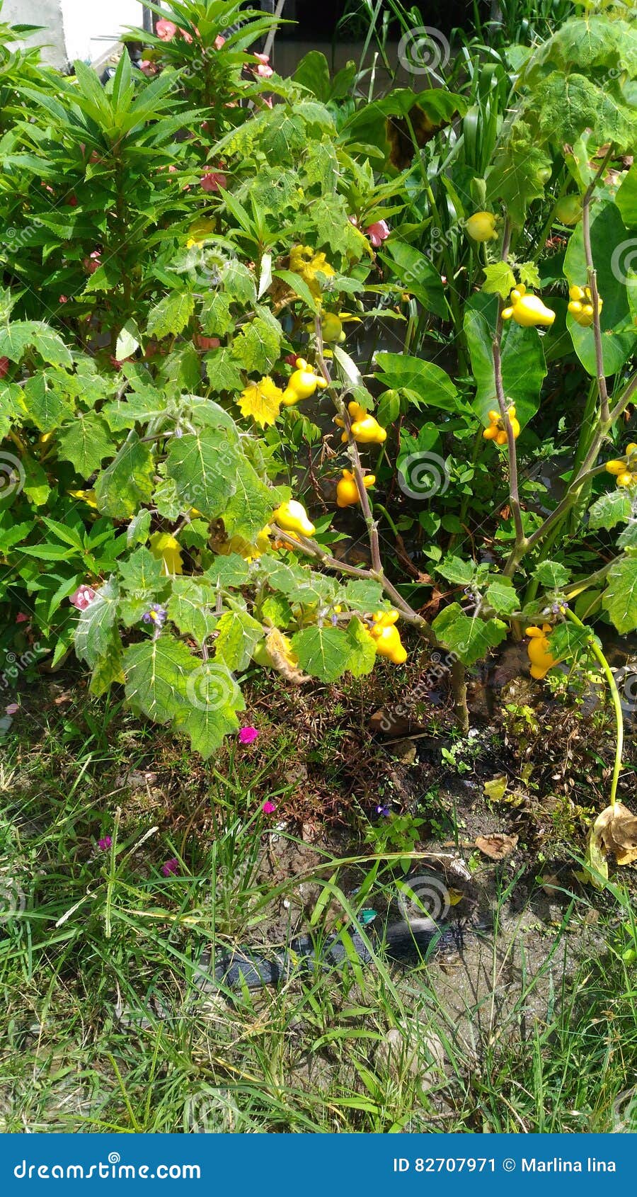 Terong pipit stock image. Image of unique, vegetable - 82707971