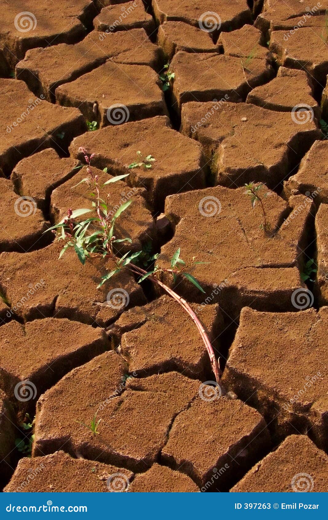 Terra podre imagem de stock. Imagem de hostil, selvagem - 397263