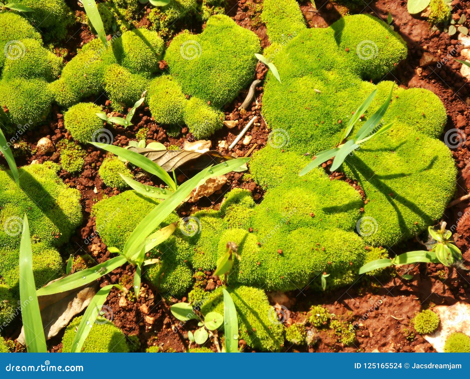 Terra Rossa Grown Moss Patches Foto de archivo - Imagen de rojo ...