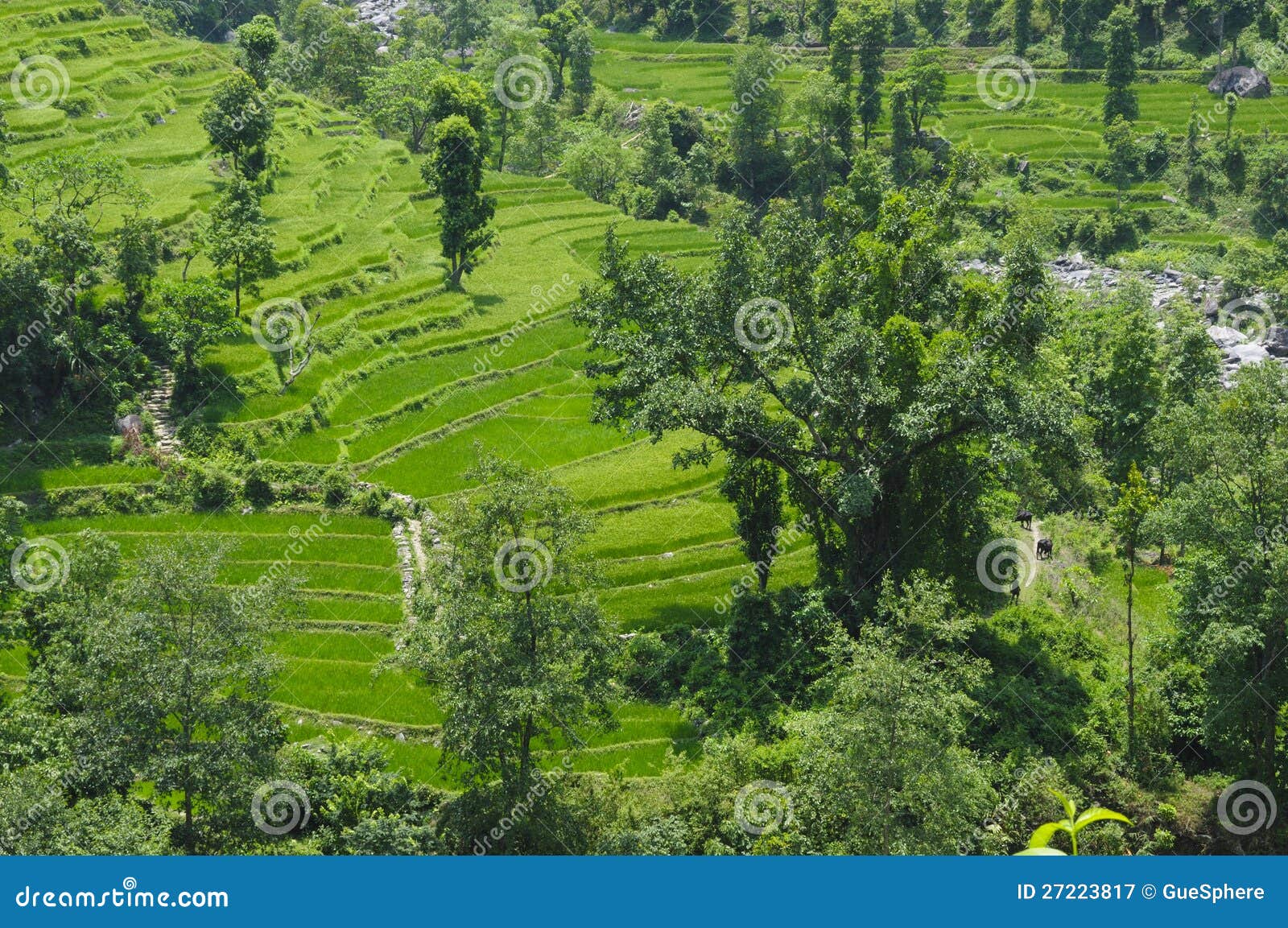 Terrace Cultivation stock image. Image of water, fields - 27223817