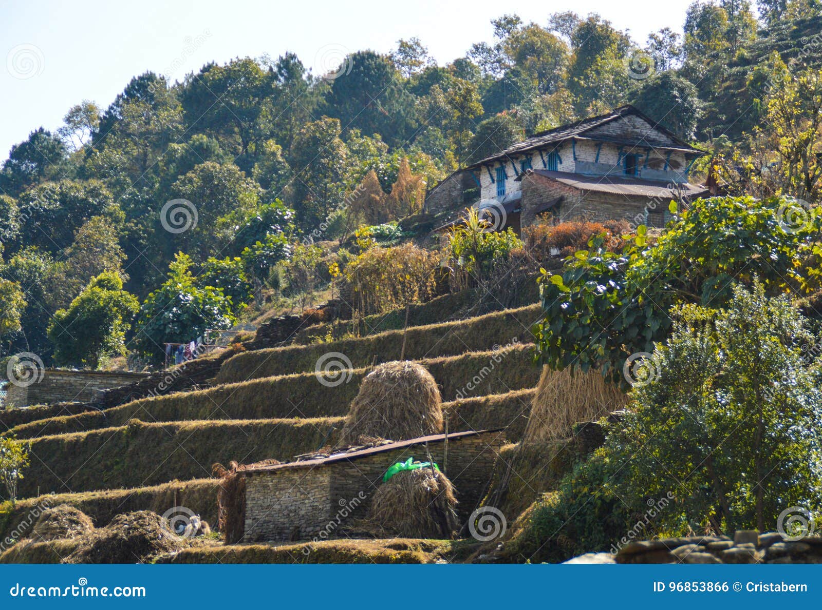 Terrace farm stock photo. Image of working, farming, vegetables - 96853866