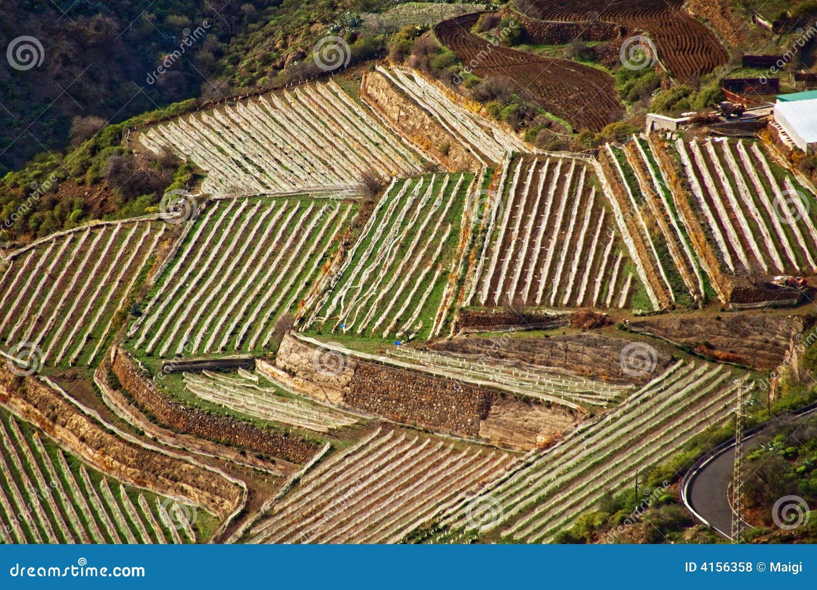 Terrace Farming stock photo. Image of hills, agriculture - 4156358