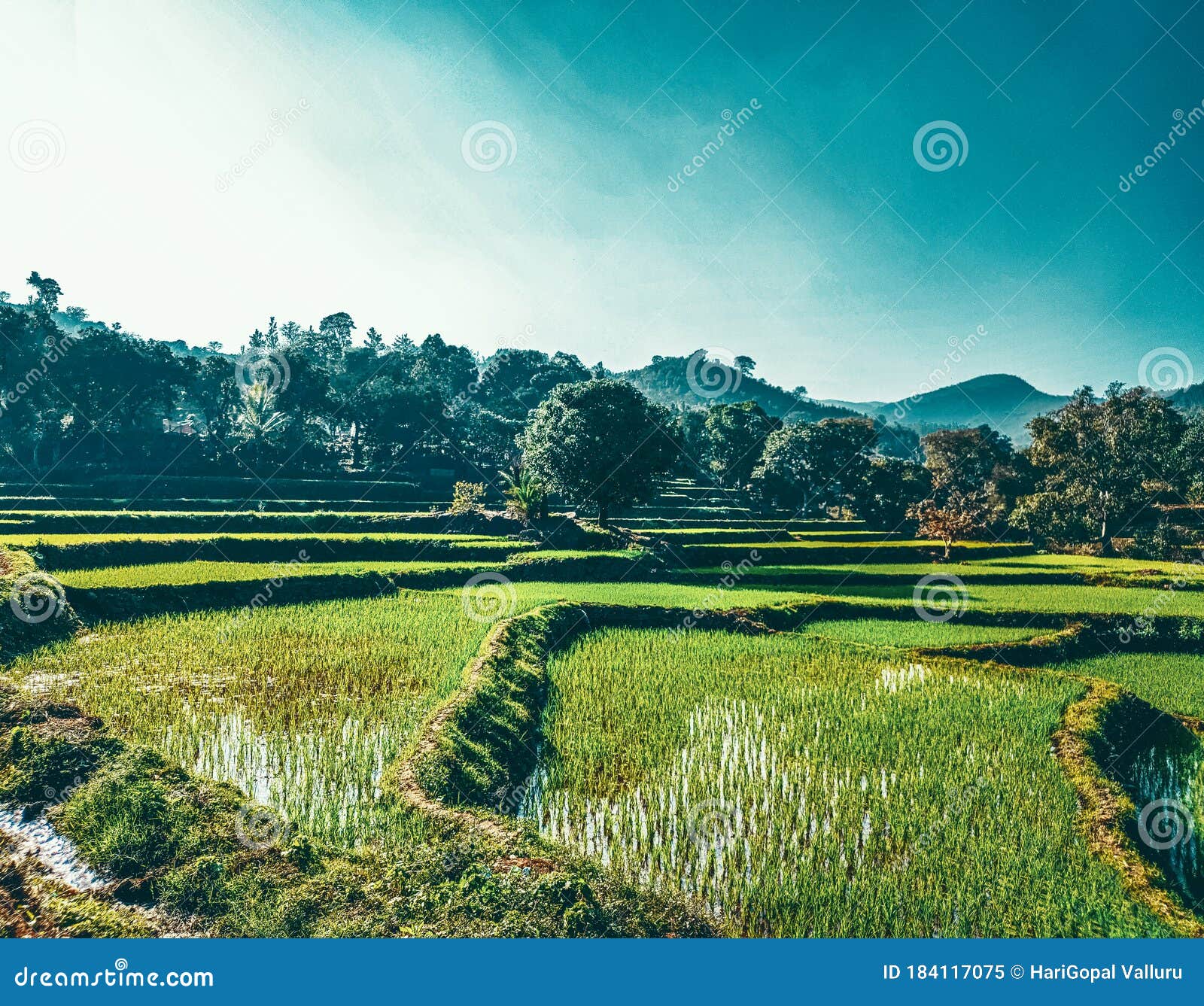 Terrace Farming Stock Illustrations – 192 Terrace Farming Stock ...