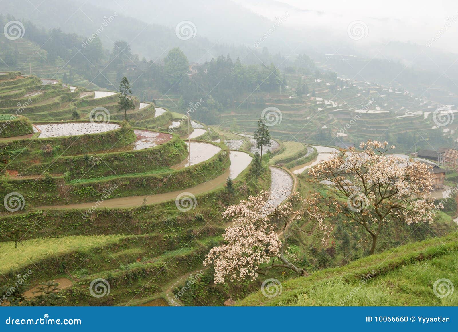 Terrace field stock photo. Image of environment, quiet - 10066660