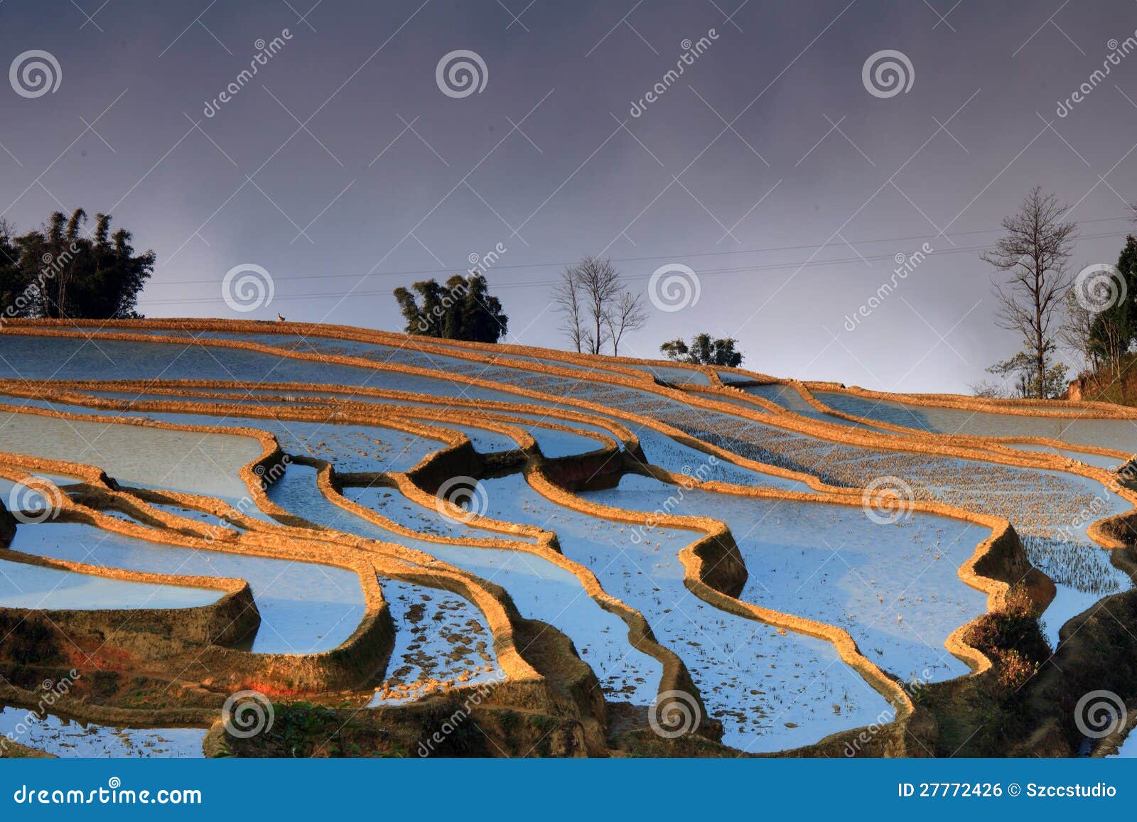 Terrace Field Royalty-Free Stock Photography | CartoonDealer.com #27772505