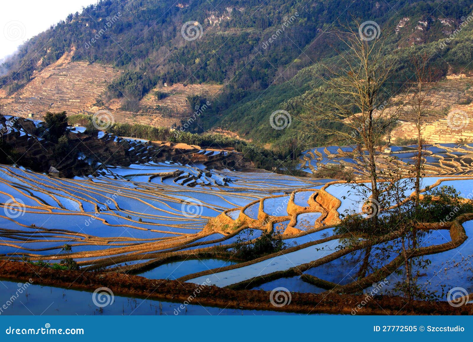 Terrace Field Royalty-Free Stock Photography | CartoonDealer.com #27772505