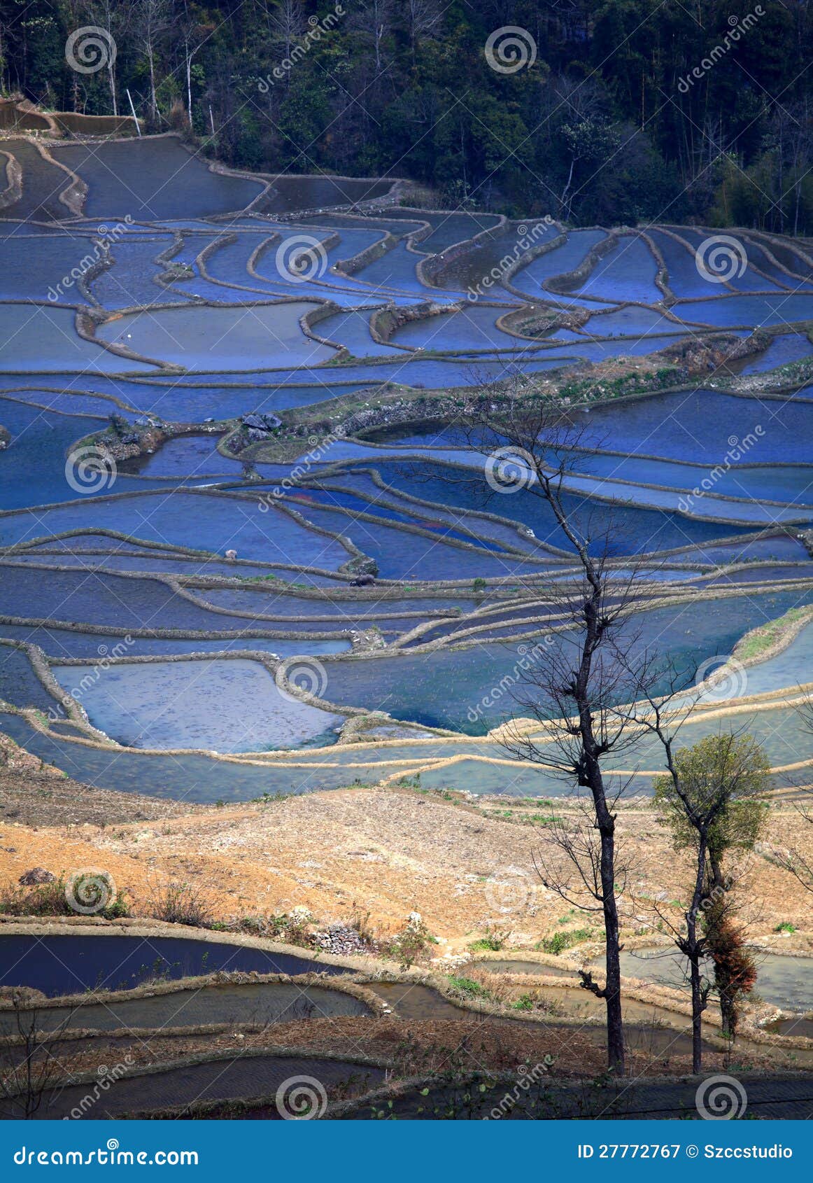 Terrace field stock image. Image of culture, home, farm - 27772767