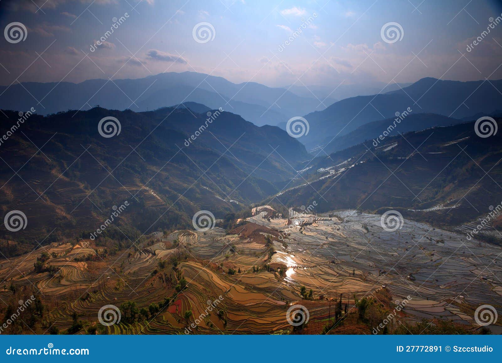 Terrace field stock image. Image of food, field, light - 27772891