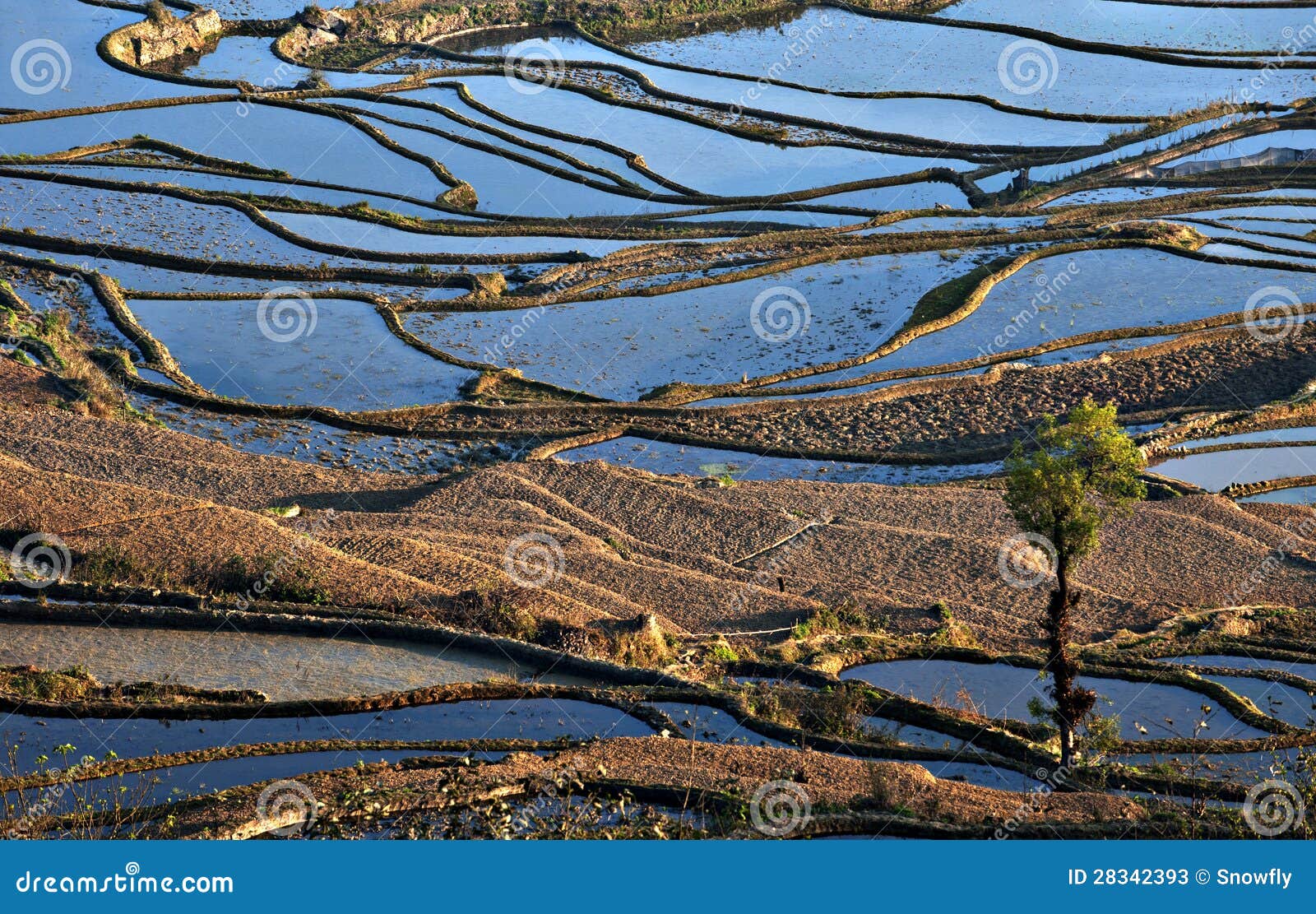 Terrace field stock image. Image of idyllic, beautiful - 28342393