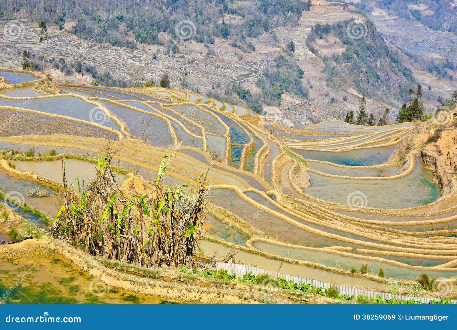 Terrace field stock image. Image of chinese, farming - 38259069