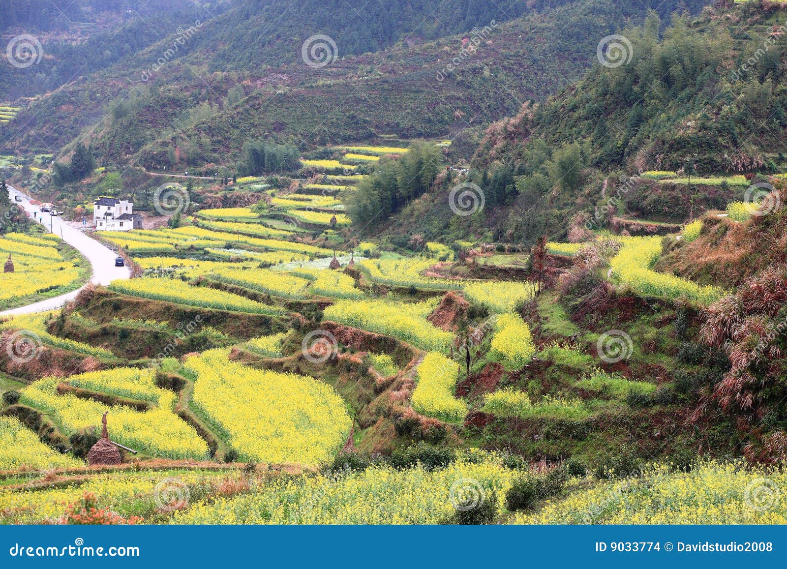 Terrace field stock photo. Image of terrace, asia, countryside - 9033774