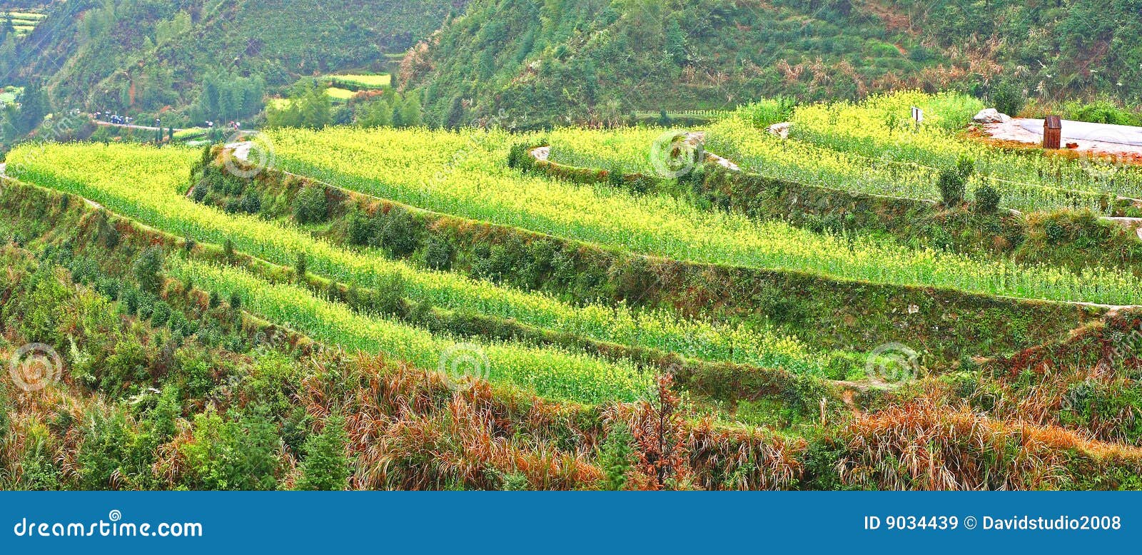 Terrace field stock image. Image of terraced, overlook - 9034439