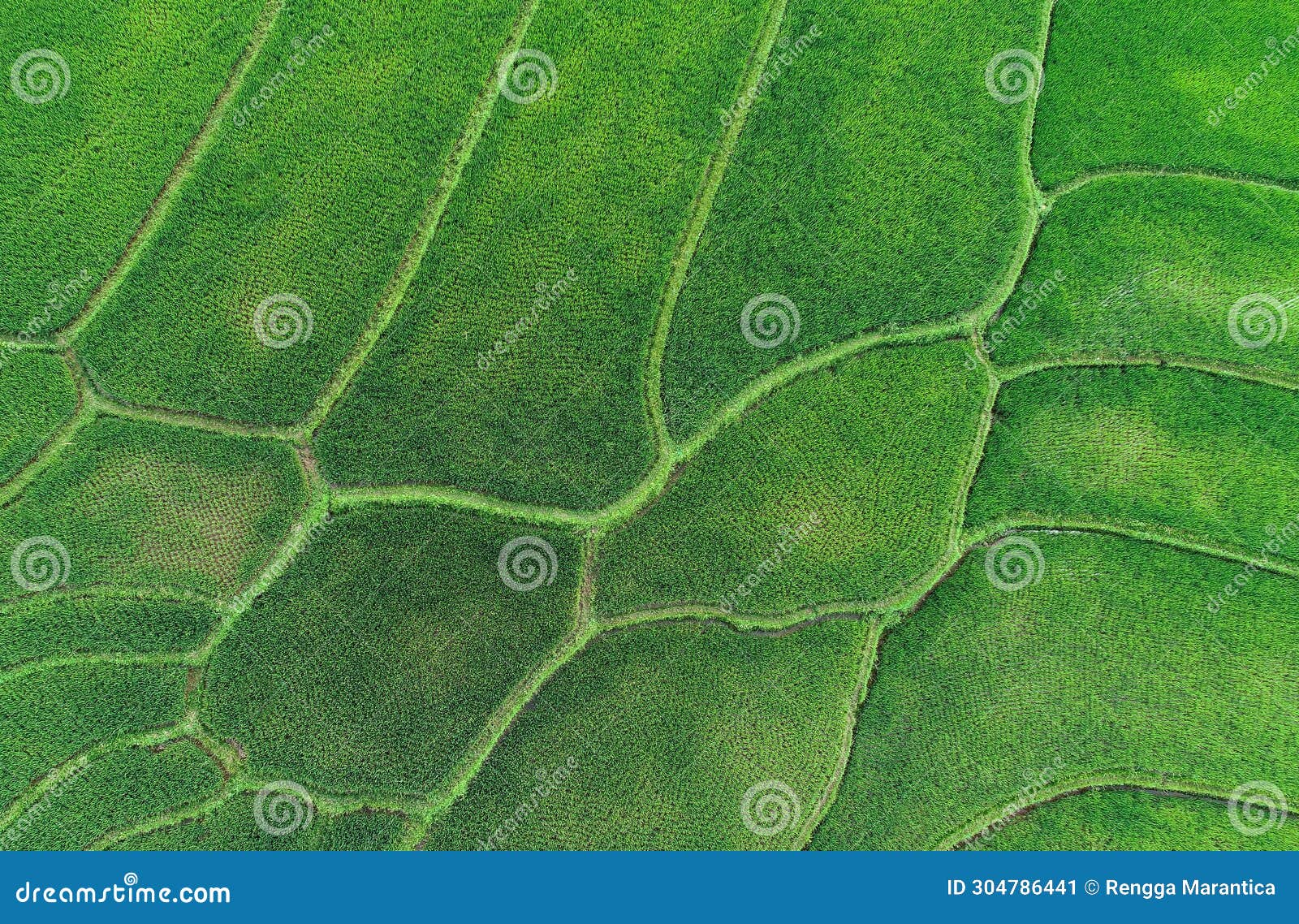 Terrace Field Paddy stock image. Image of ricepalm, naturephotography ...