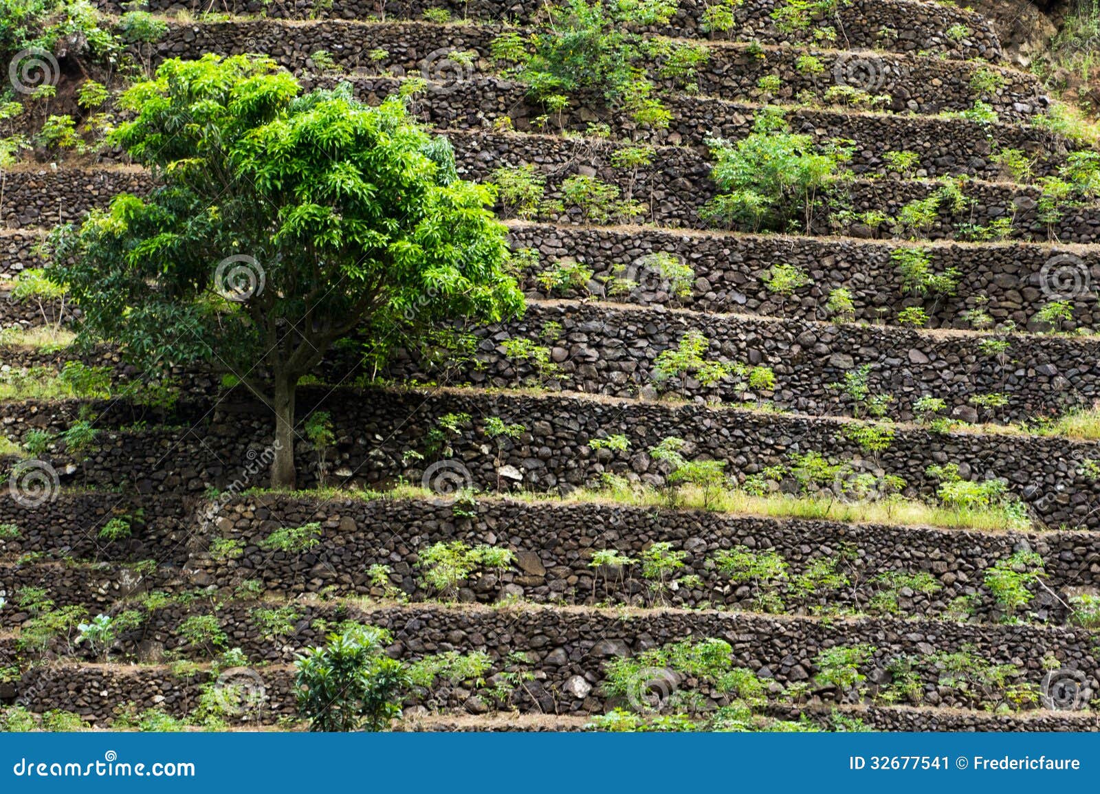 The terrace field tree stock image. Image of fauna, parallel - 32677541