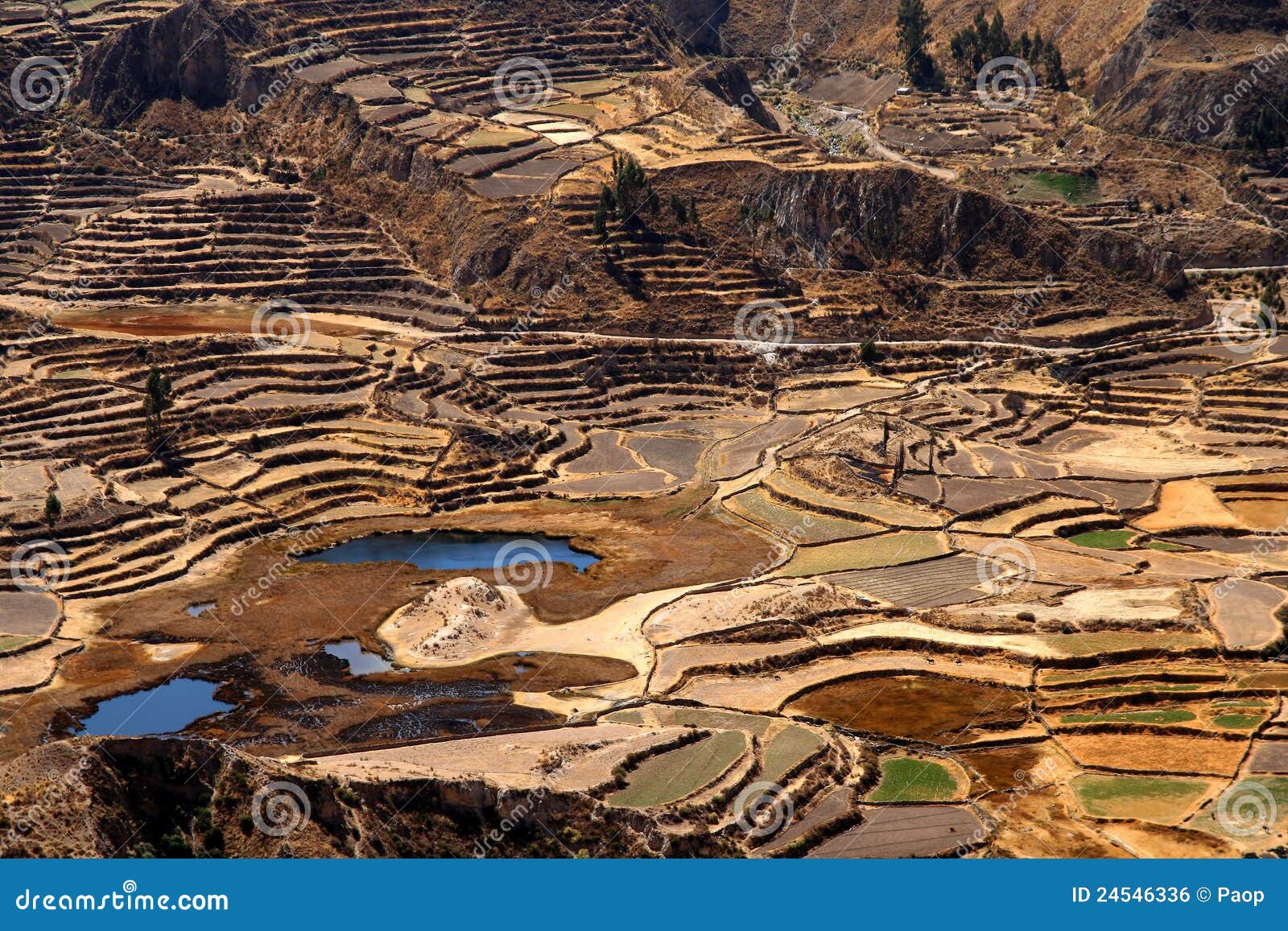 Terrace Fields in the Canyon Colca Stock Photo - Image of beautiful ...