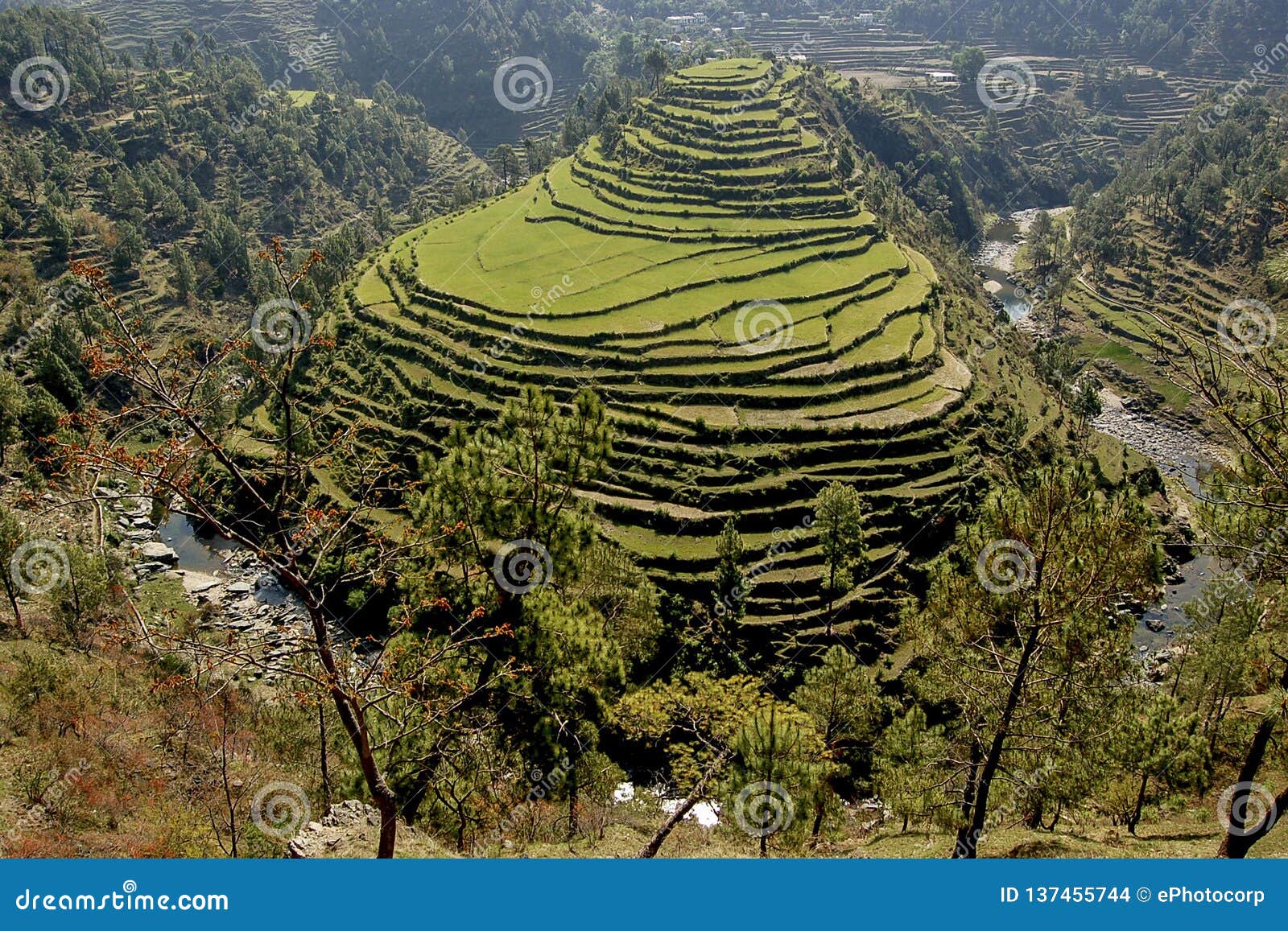 Terrace Fields at Almora, Uttarakhand, India Stock Photo - Image of ...