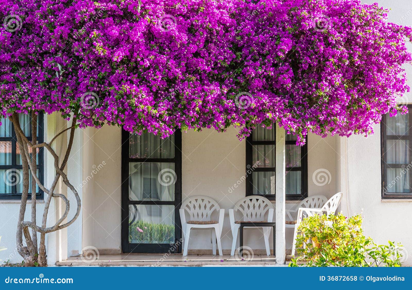 Terrace Overgrown with Flowers Stock Photo - Image of evergreen, table ...