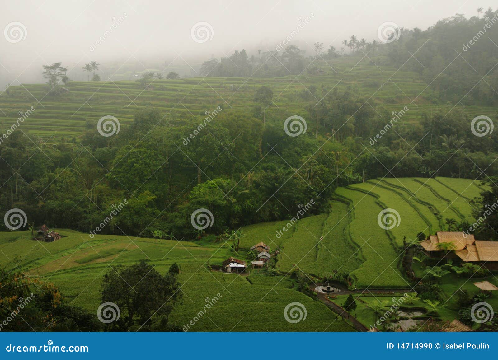 Terrace paddy field stock photo. Image of organically - 14714990