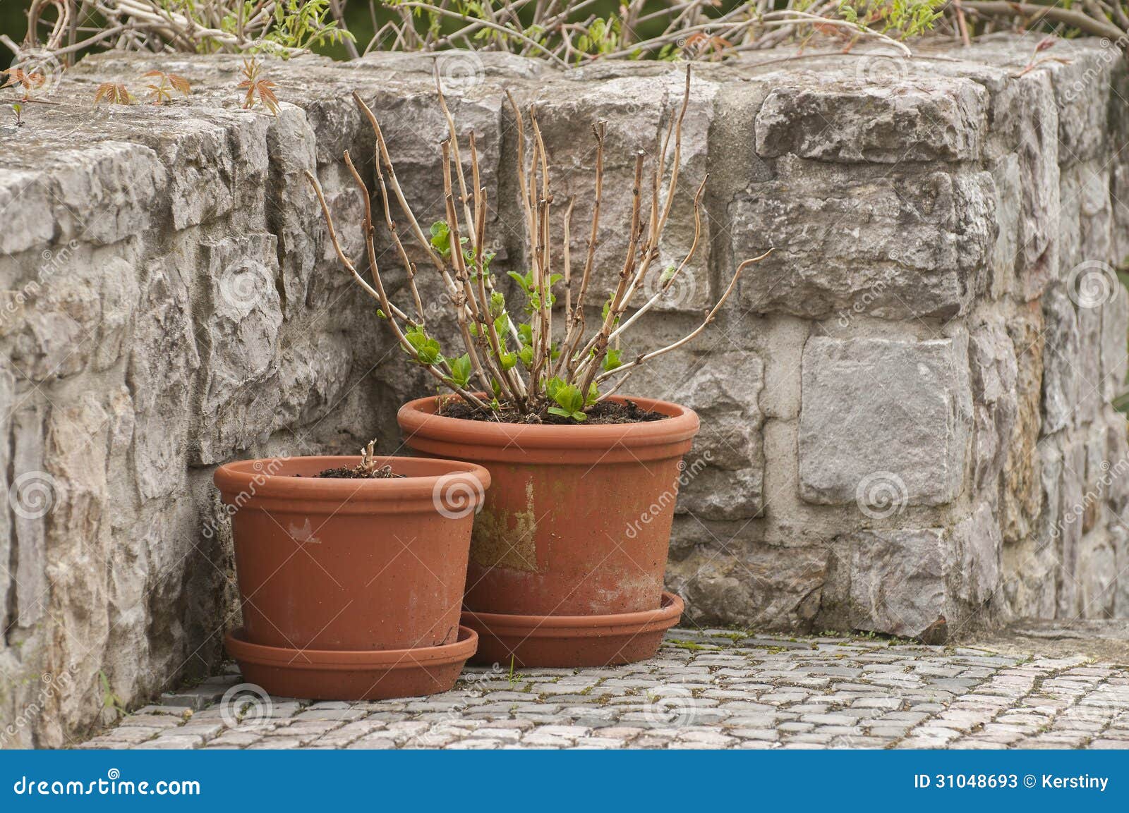 Terrace plant stock image. Image of square, vegetation - 31048693