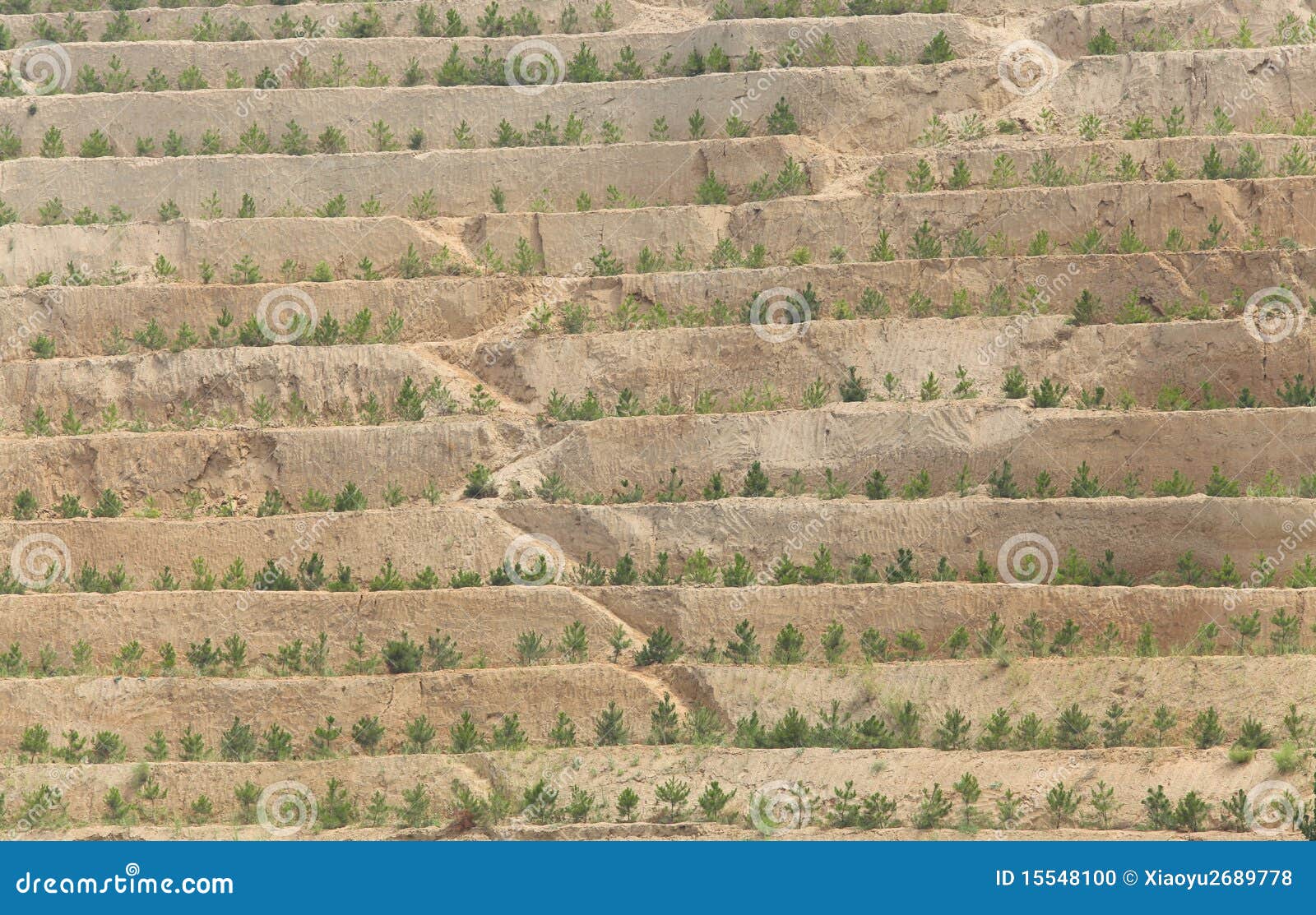 Terrace planting stock photo. Image of land, tree, loess - 15548100