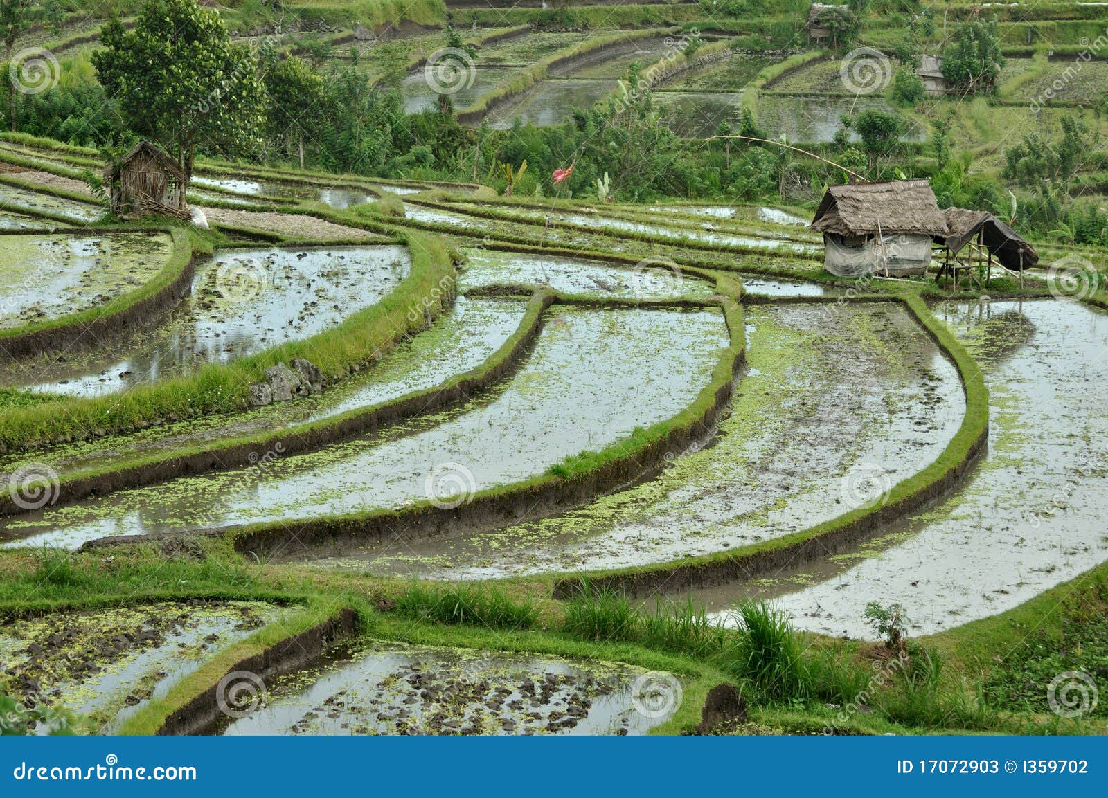 Terrace Rice Field, Bali, Indonesia Stock Image - Image of bali ...