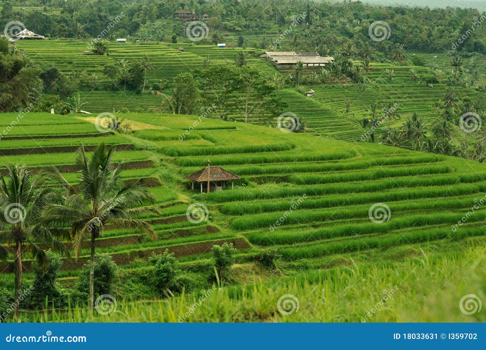 Terrace Rice Field, Bali, Indonesia Stock Image - Image of peaceful ...